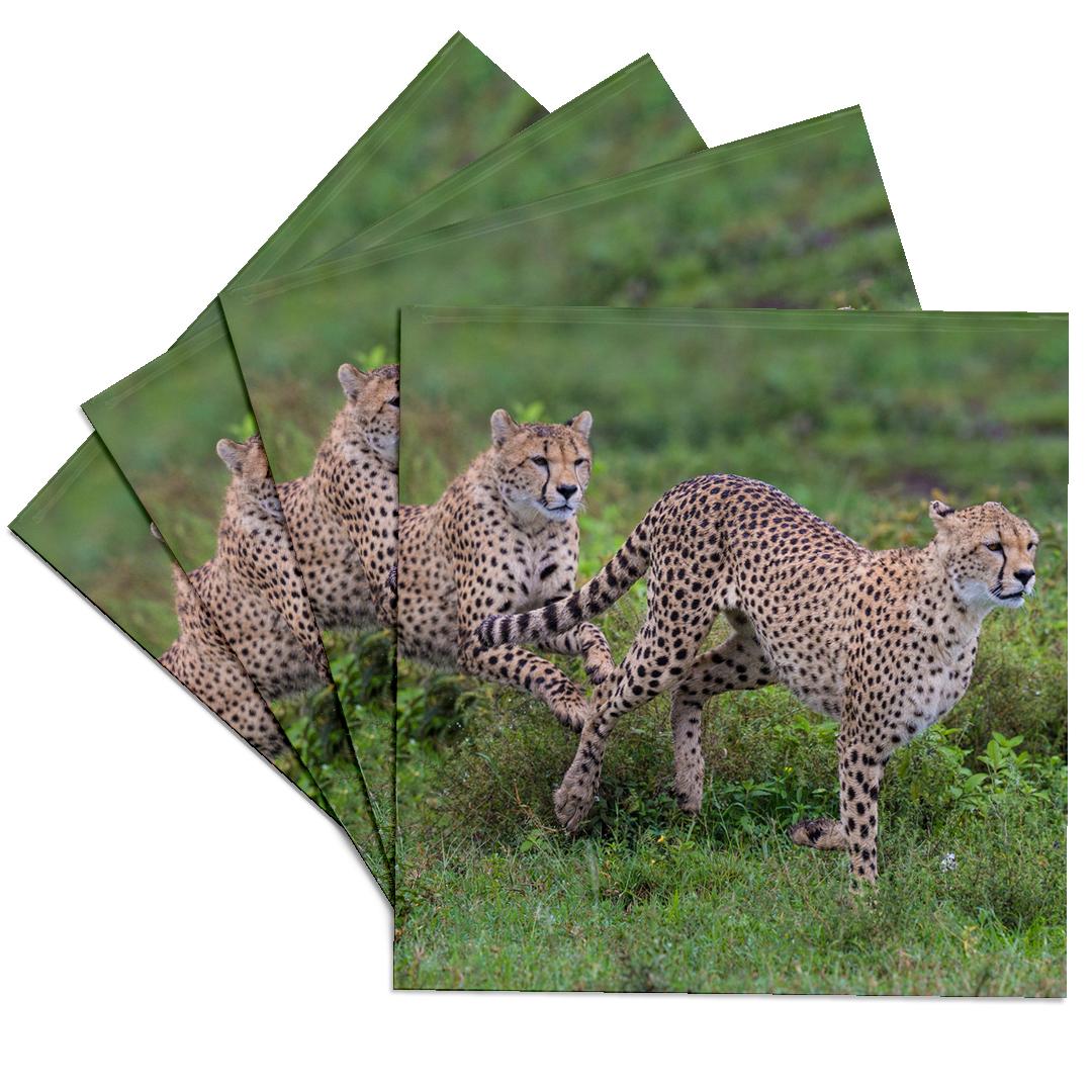3drose, Africa. Tanzania. Two Cheetahs Hunting on the Plains of the ...