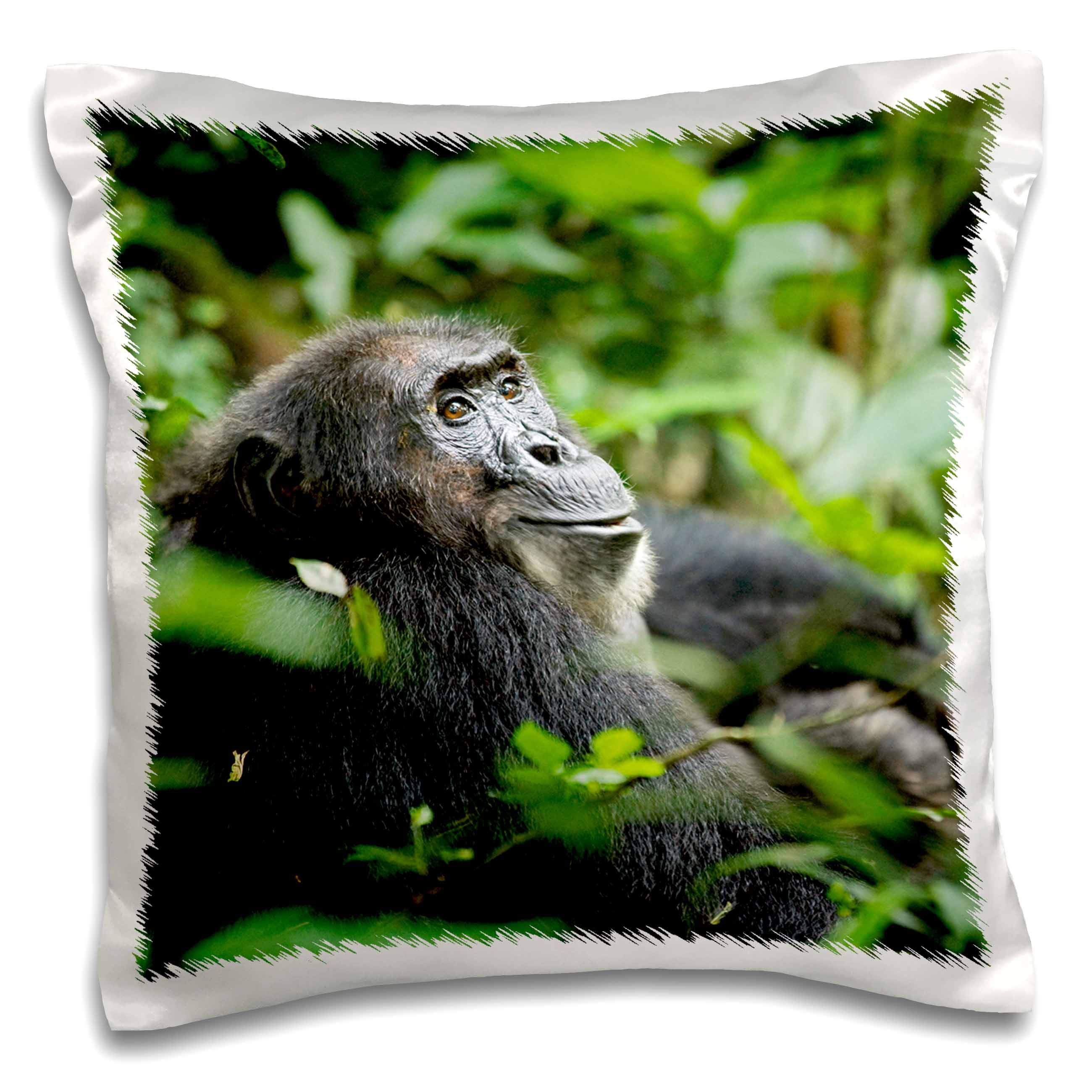 3drose, Africa, Uganda, Kibale National Park. a Male Chimpanzee., 16x16 ...