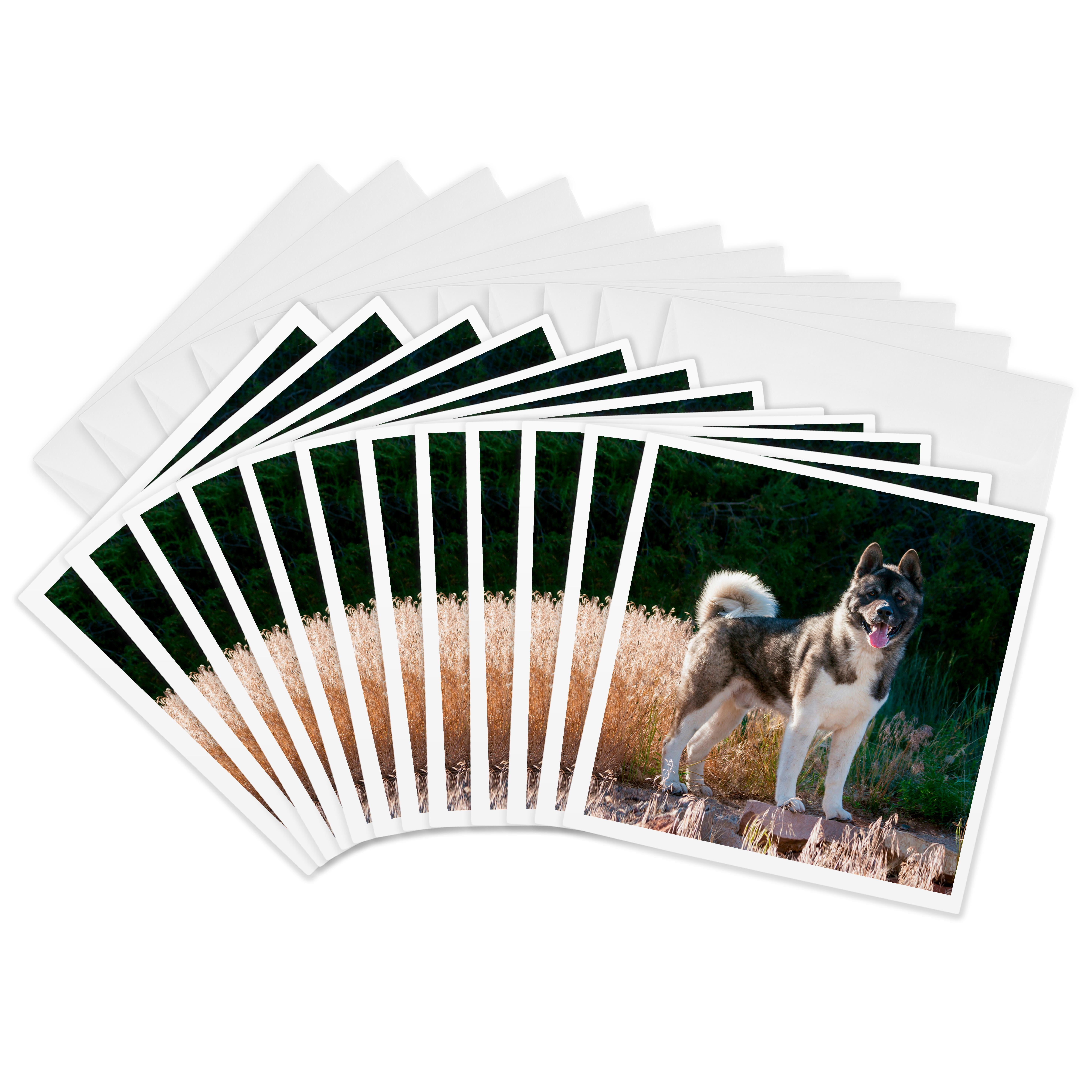 3drose, Akita Standing Near Dried Grasses, 12 Greeting Cards with ...