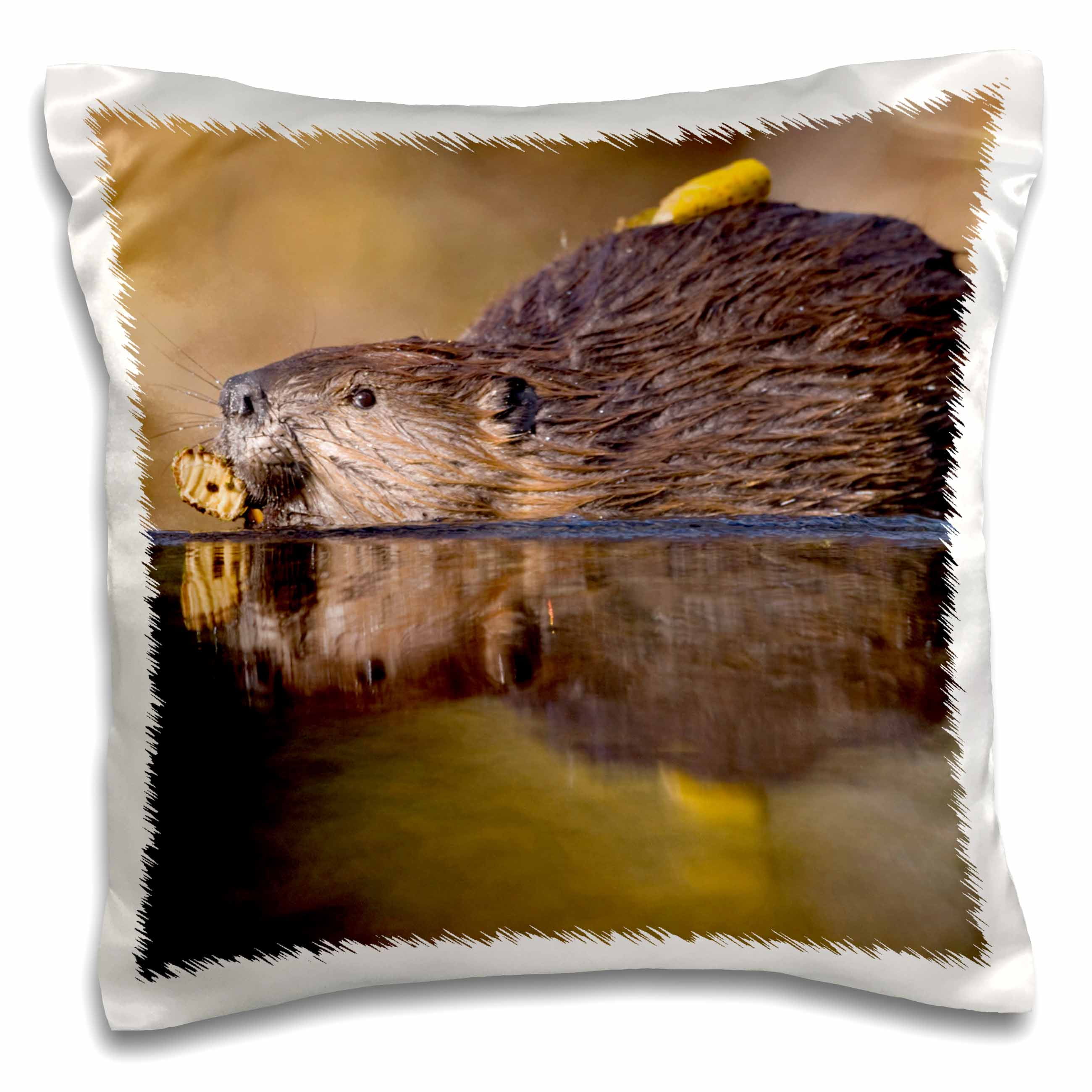 3drose, Alaska, Denali National Park, Beaver Wildlife - Us02 Pso0657 ...