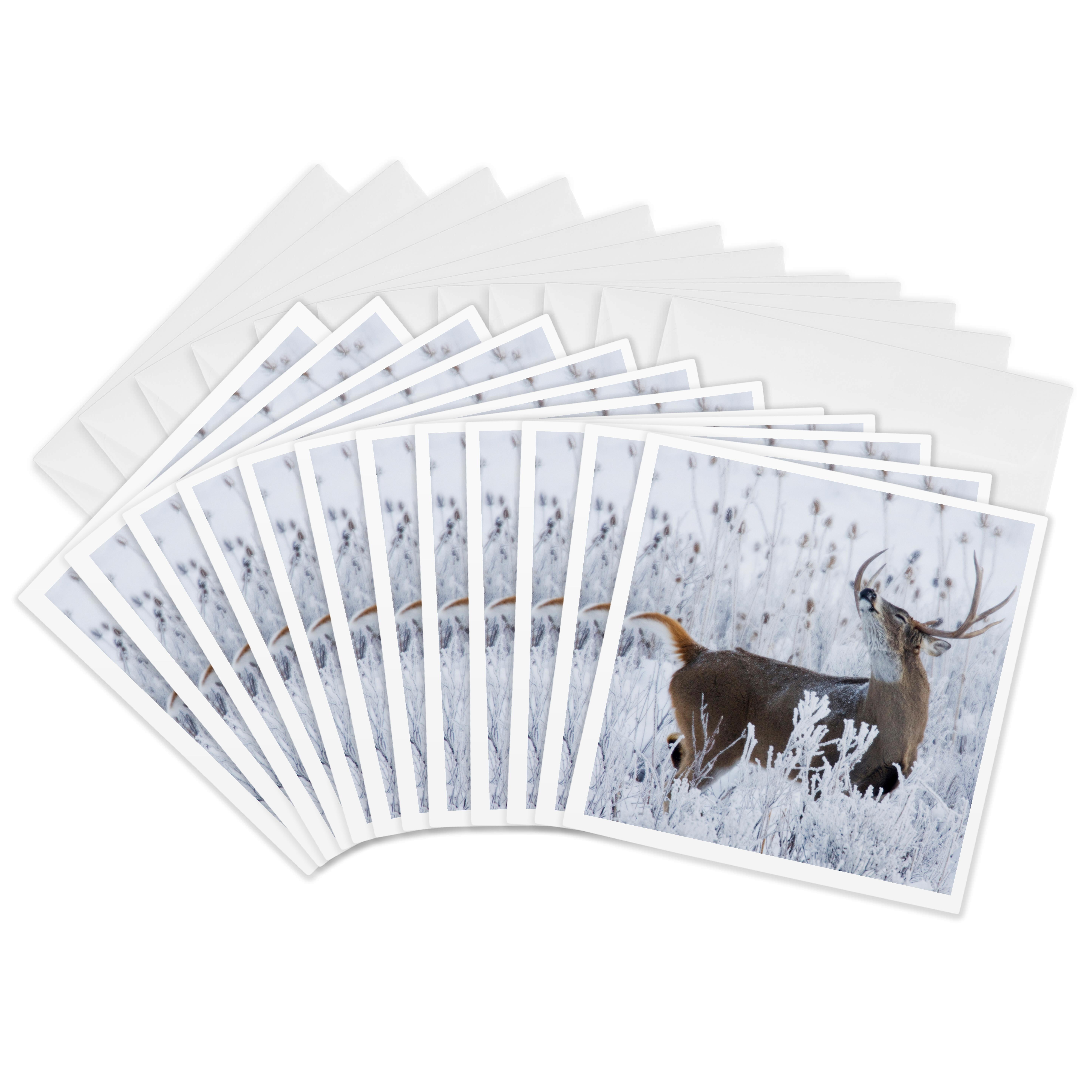 3drose, Alerted White-tail Deer Buck, 12 Greeting Cards with Envelopes ...