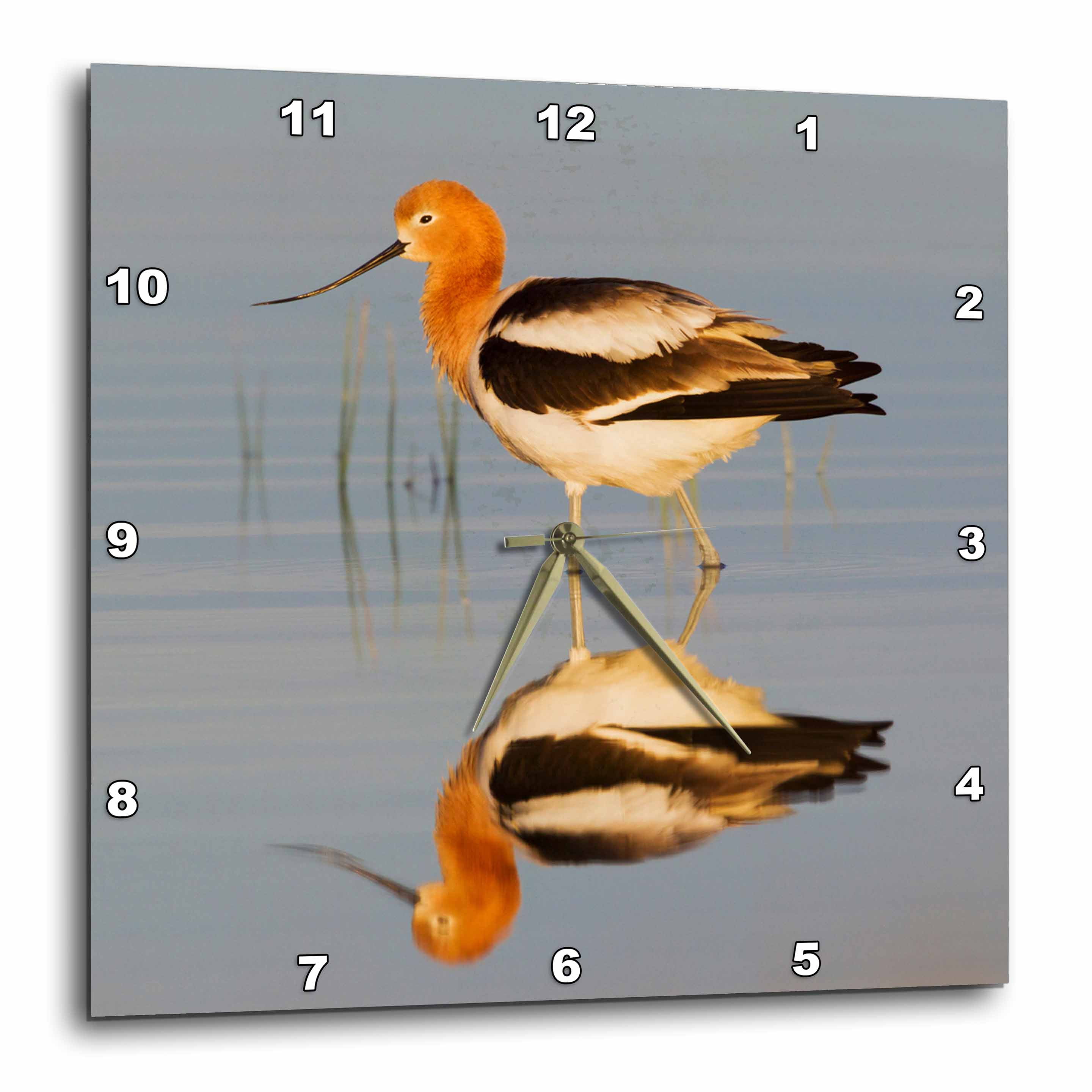 3drose, American Avocet at Dawn, Malheur, Oregon, 15x15 Wall Clock ...