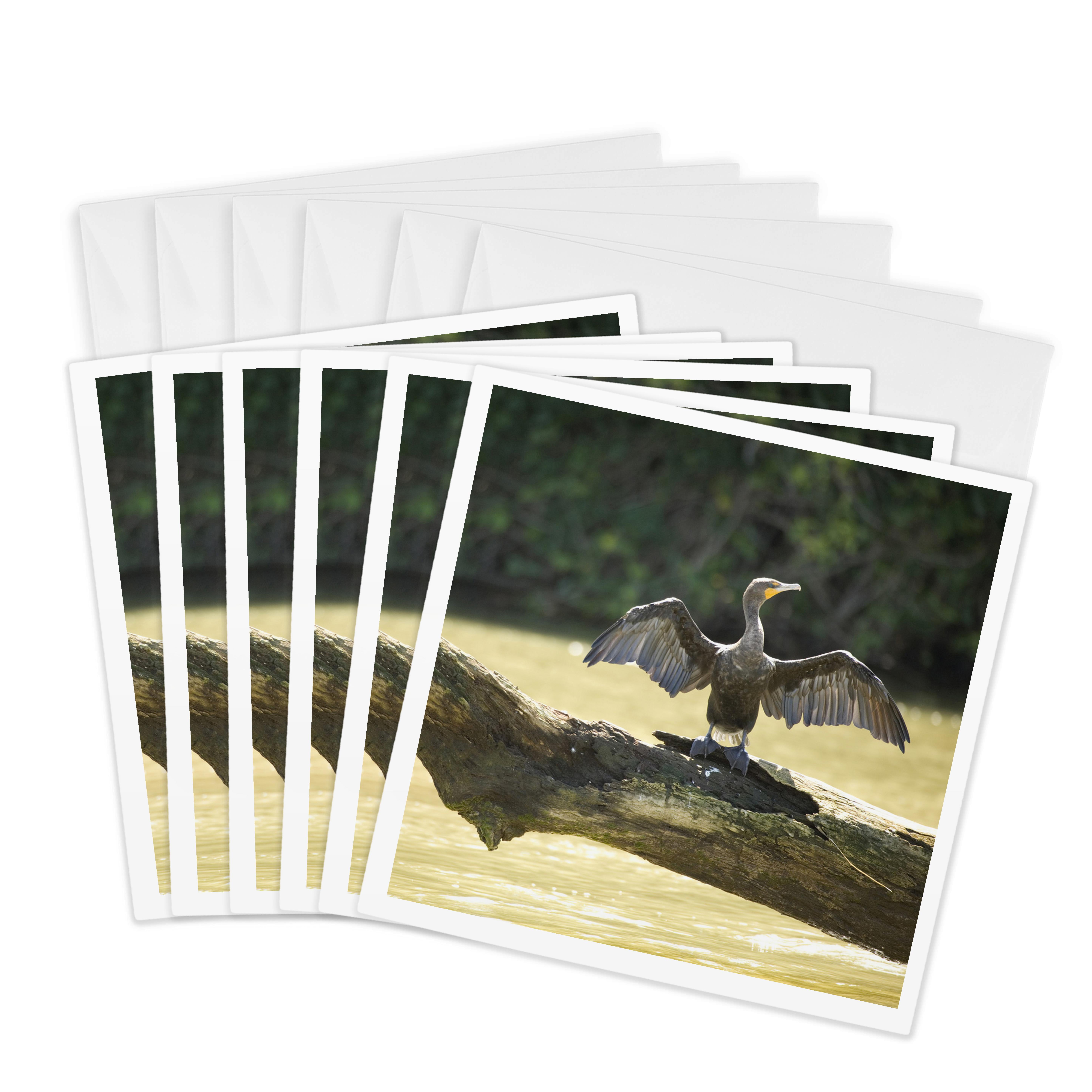 3drose, Anhinga Bird, Monkey River, Belize - Sa02 Jme0213 - John and ...