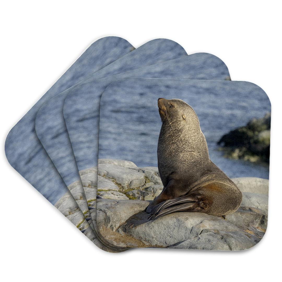 3drose, Antarctic Fur Seal on Rocks in Palmer Archipelago, Antarctica ...