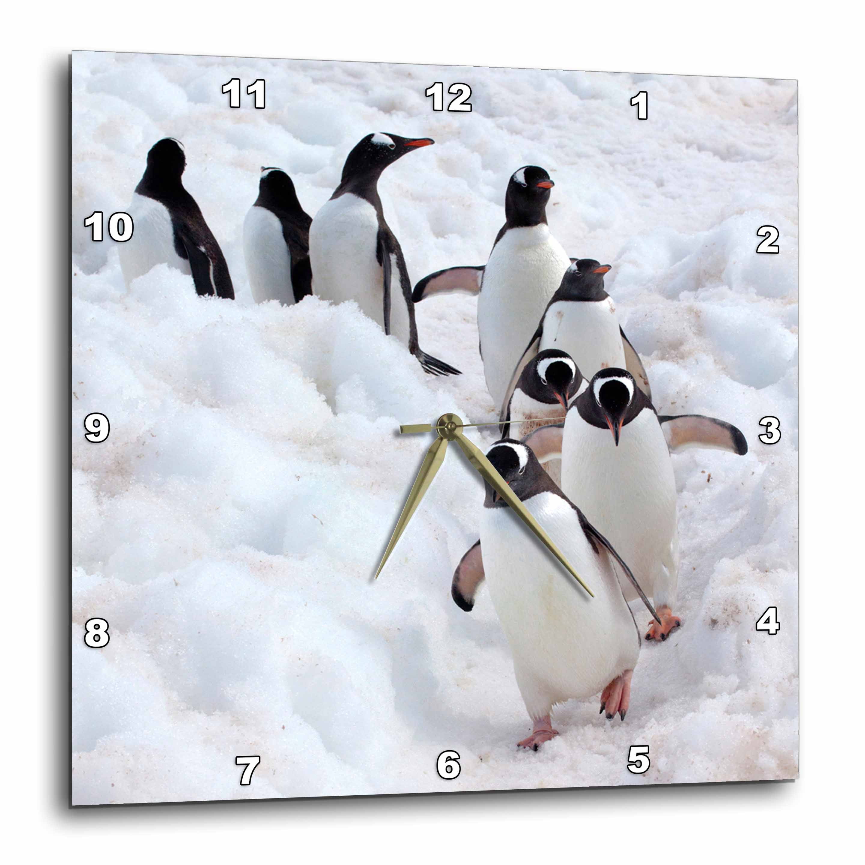 3drose, Antarctica, Cuverville Island, Gentoo Penguins Walking Their ...