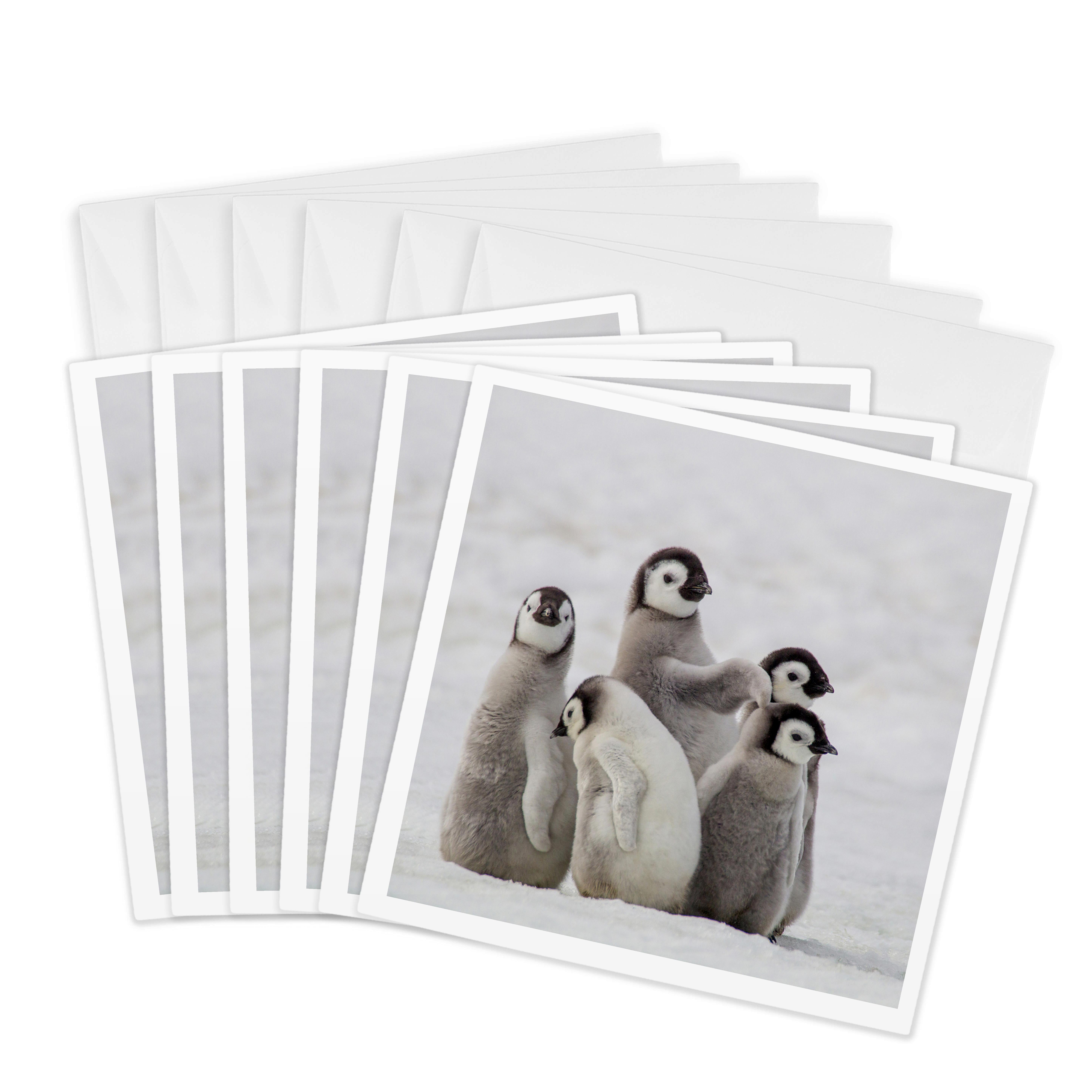 3drose, Antarctica. Emperor Penguin Chicks Searching for Their Parents ...