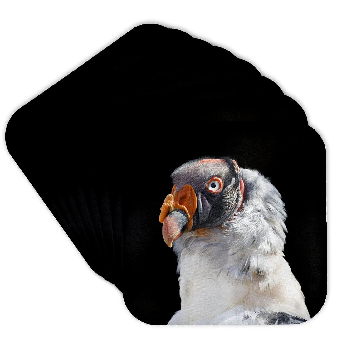 3drose, , Arizona, Wildlife World Zoo. Close-up of King Vulture Head ...