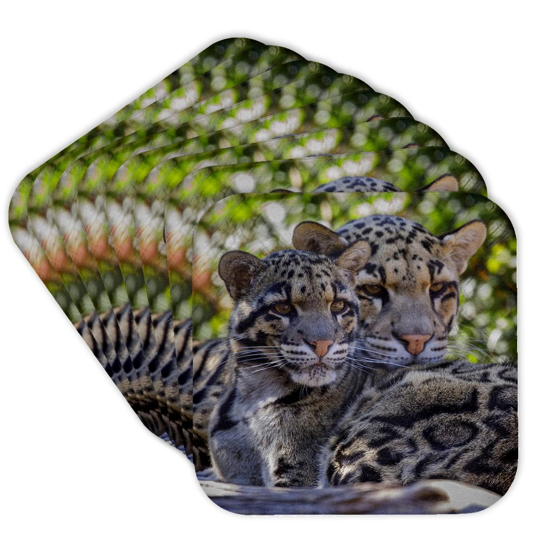 3drose, , Arizona, Wildlife World Zoo. Clouded Leopards Pair., Set of 8 ...