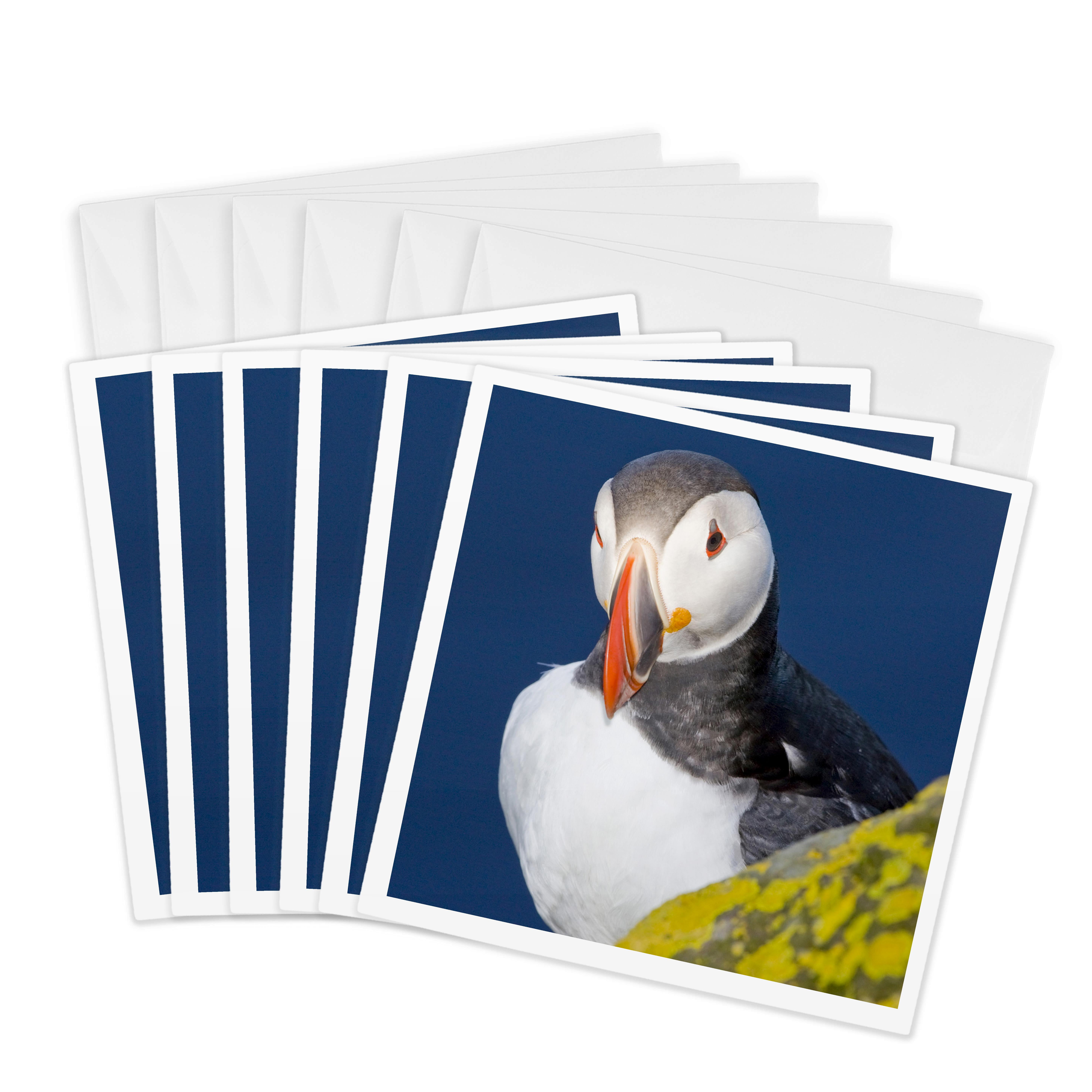 3drose, Atlantic Puffin, Latrabjerg Peninsula, Iceland - Eu14 Rbe0025 ...
