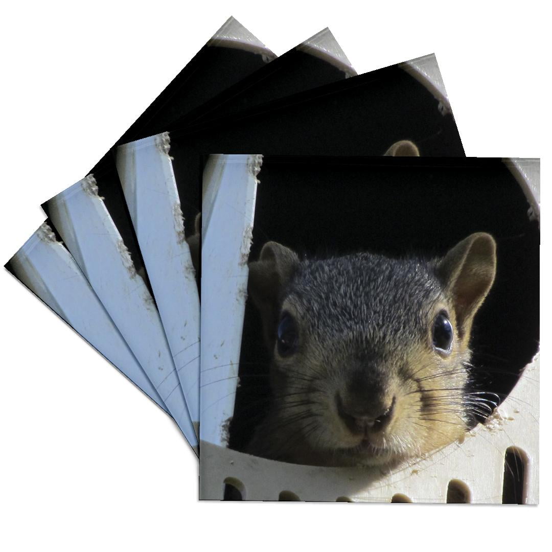 3drose, Baby Squirrel in a Martin Bird House, Set of 4 Ceramic Tile ...