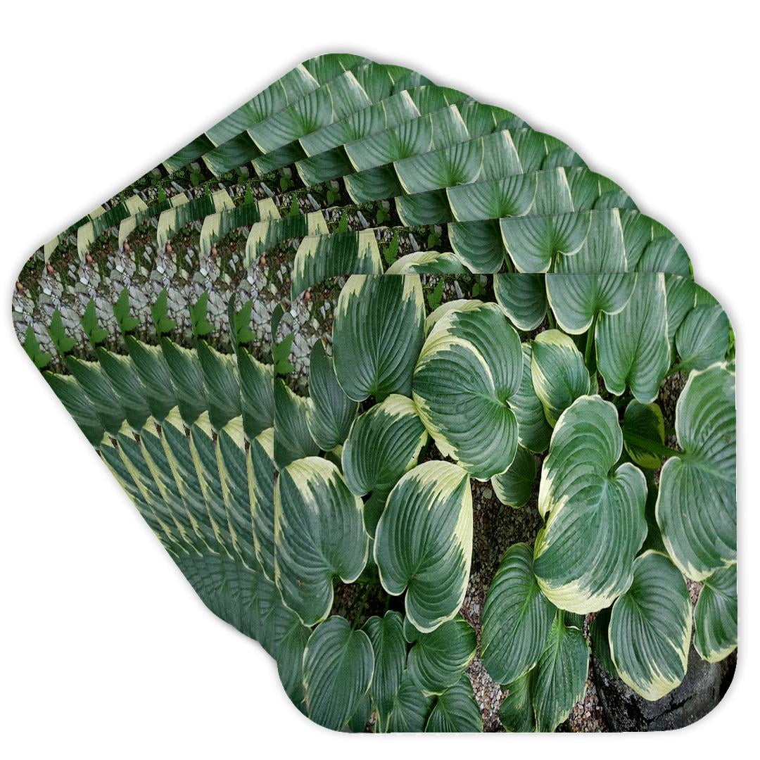 3drose, Backyard Hosta, Set of 8 Coasters - Soft - Walmart.com