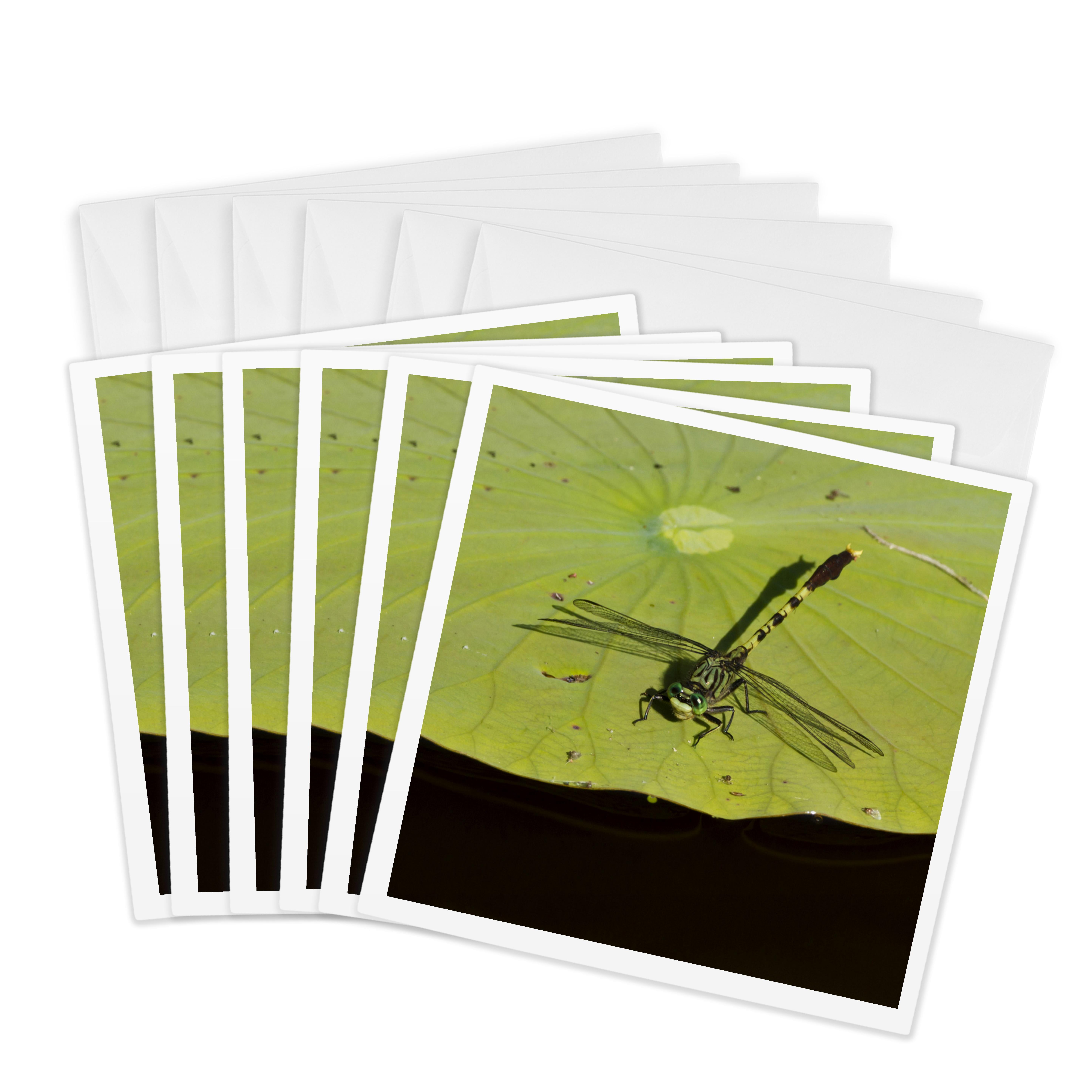3drose, Bayon Clubtail Dragonfly Insect, Texas, Usa - Us44 Ldi0749 ...