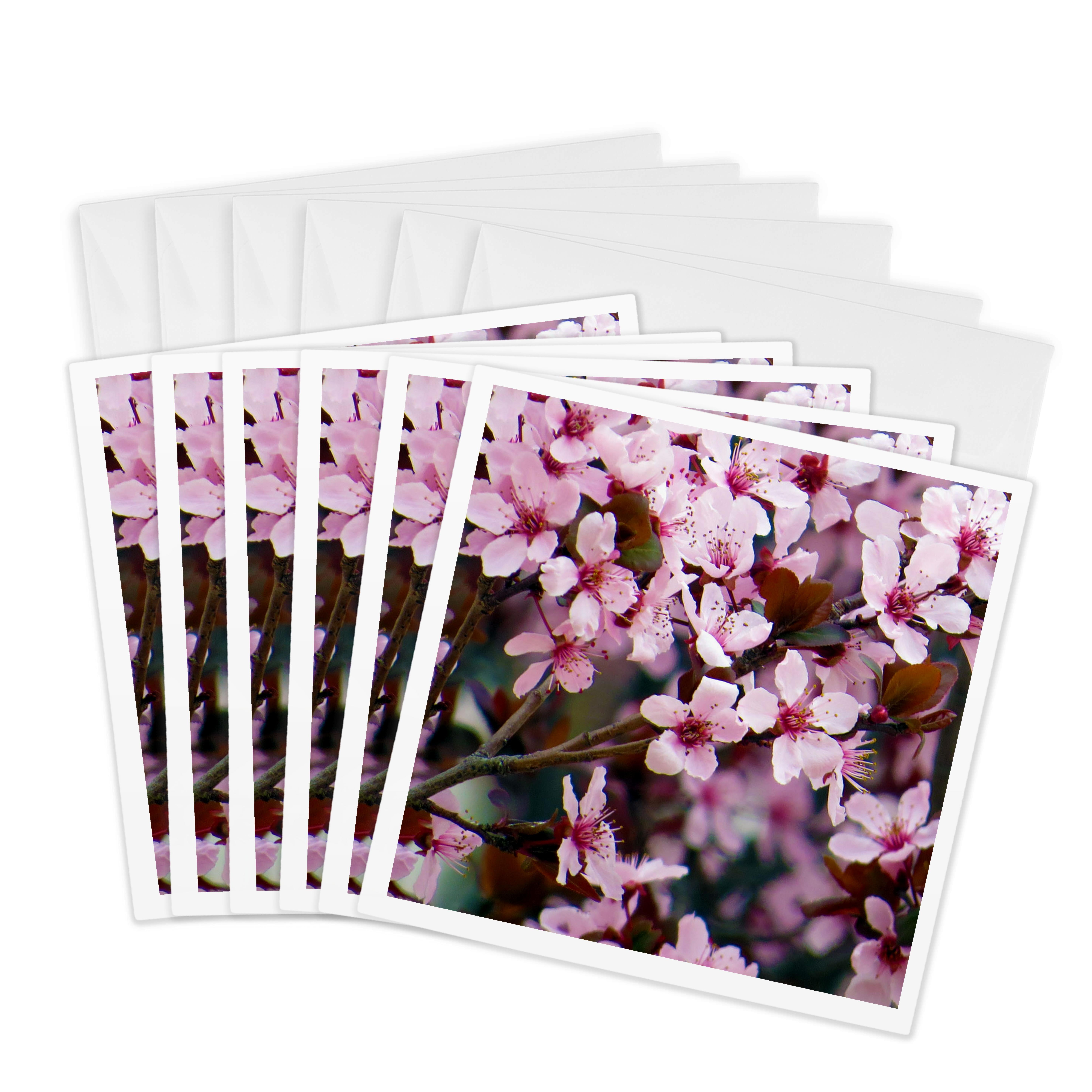 3drose, Beautiful Pink Flowers with Touches of Maroon in the Springtime ...