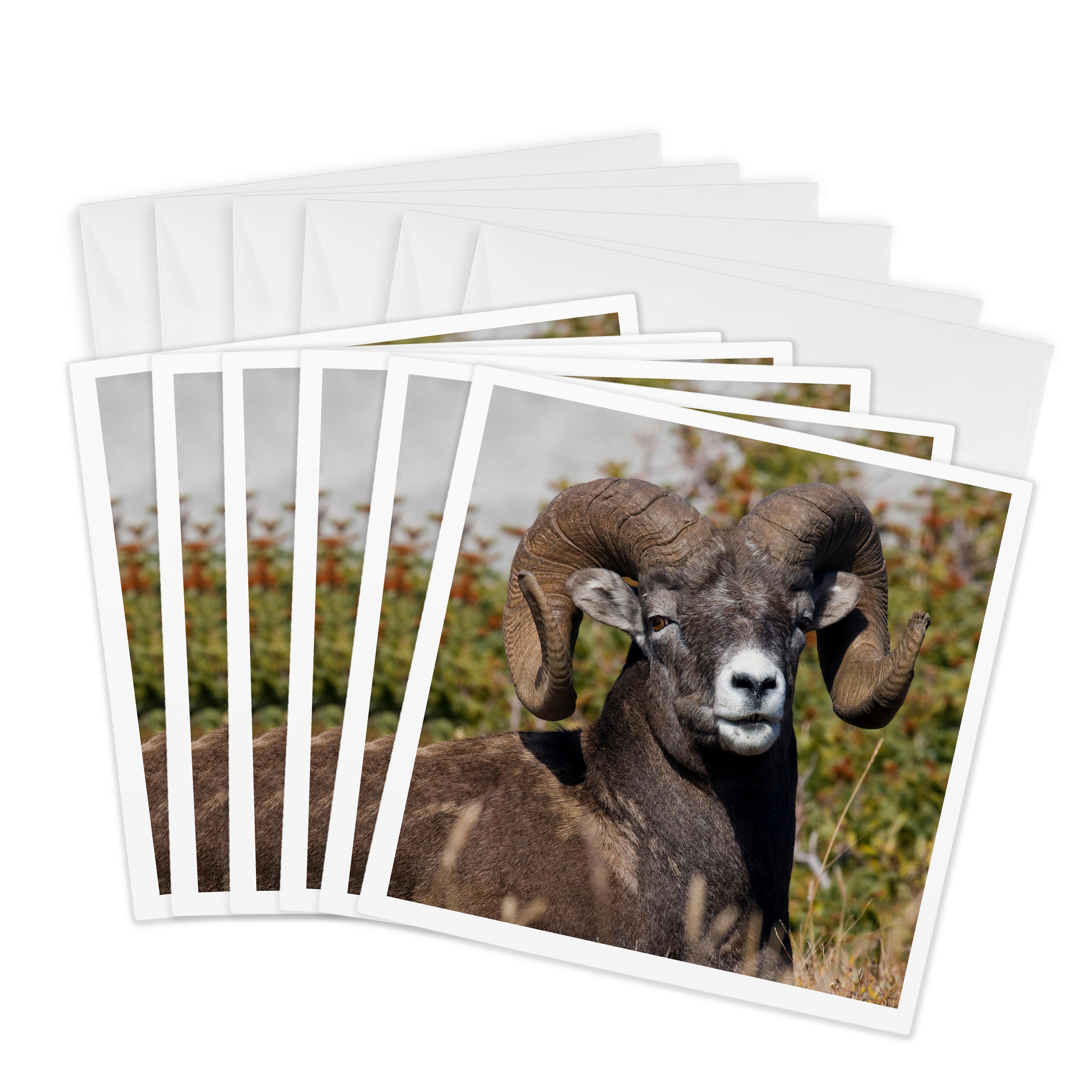 3drose, Bighorn Sheep Ram Portrait, 6 Greeting Cards with Envelopes ...