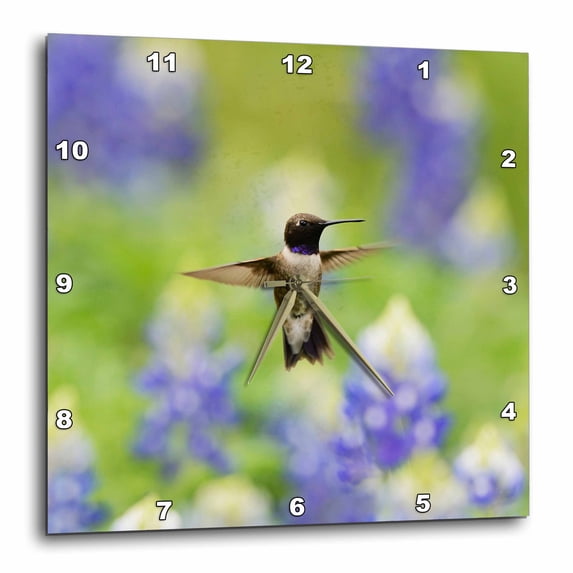 3drose, Black Chinned Hummingbird Flying Among Bluebonnet, Hill Country ...