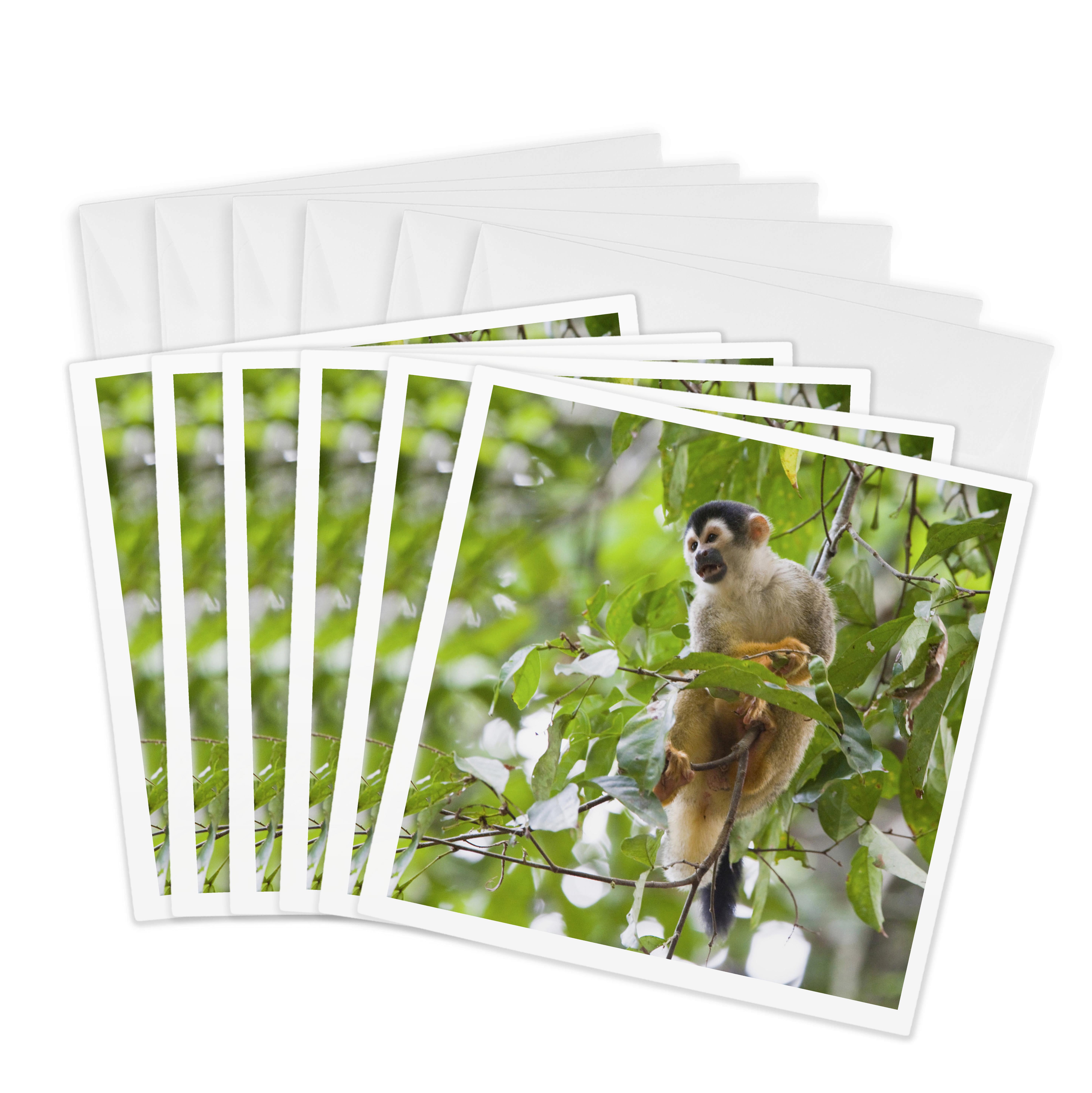 3drose, Black-crowned Squirrel Monkey, Corcovado Costa Rica - Sa22 ...