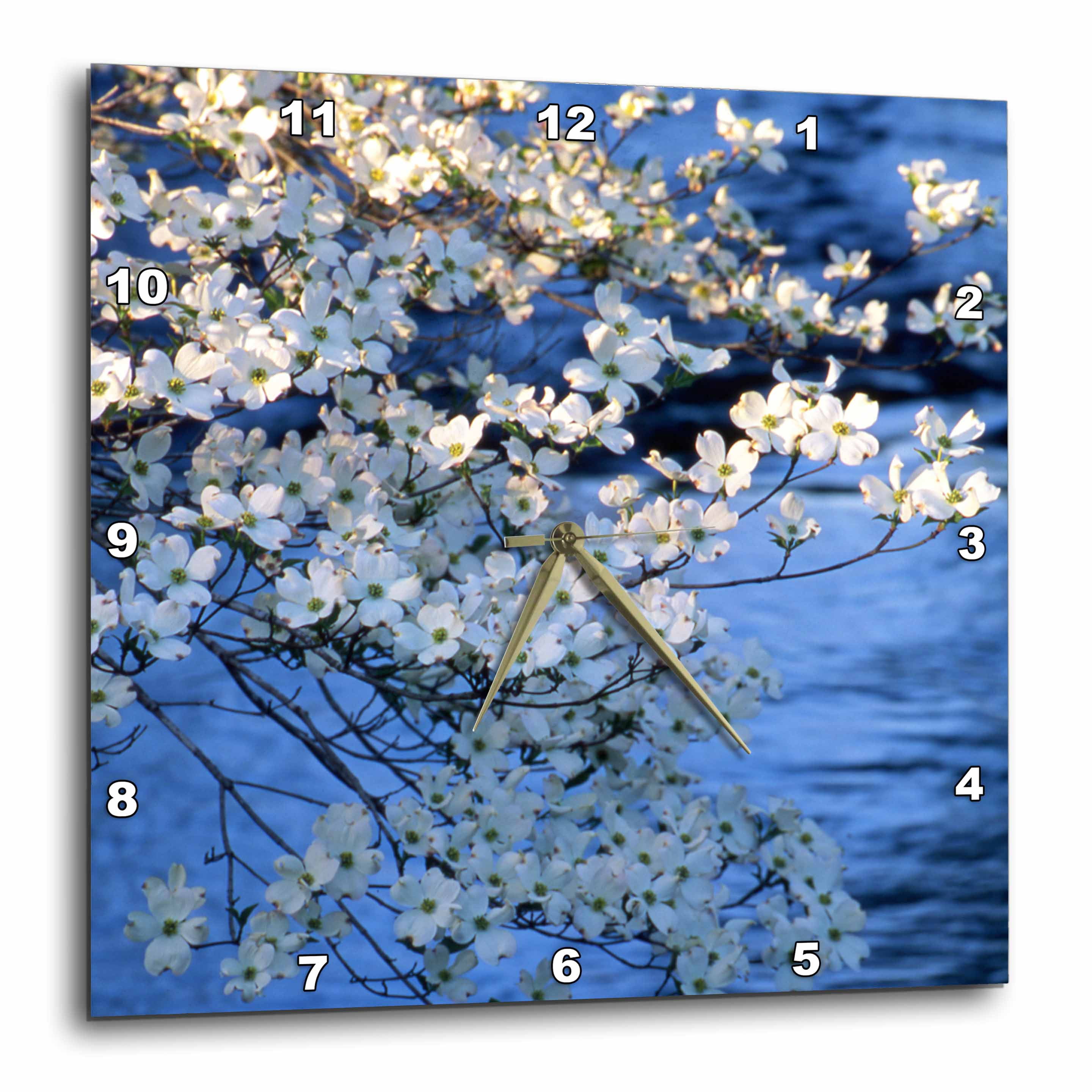 3drose, Blooming Dogwood Trees in Early Morning Light with Water in ...