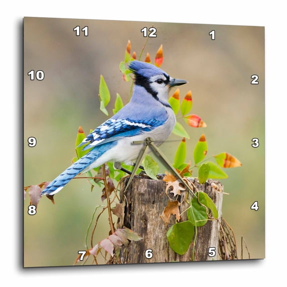 3drose, Blue Jay Bird, Adults, Autumn, Texas, Usa - Us44 Ldi0795 ...
