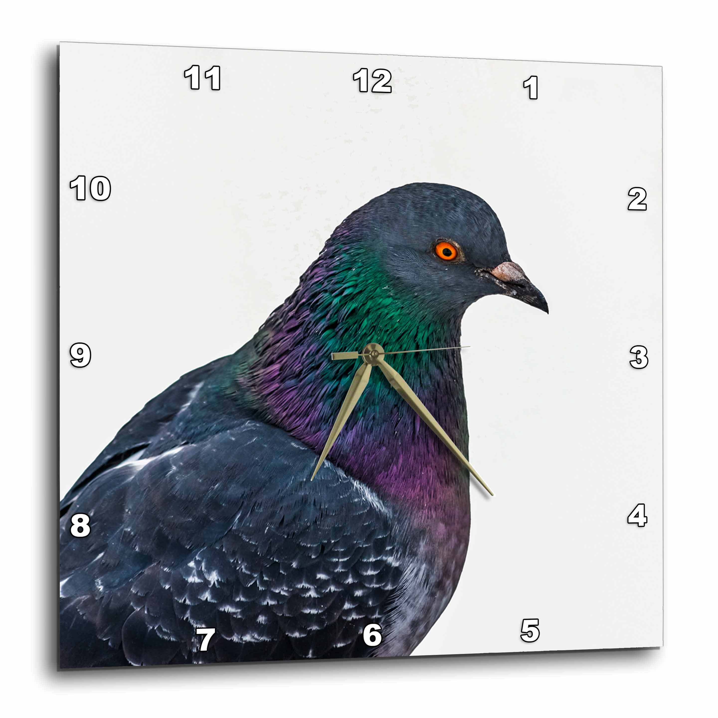 3drose, Blue Rock Pigeon Bird. Closeup View, Isolated, White Background ...