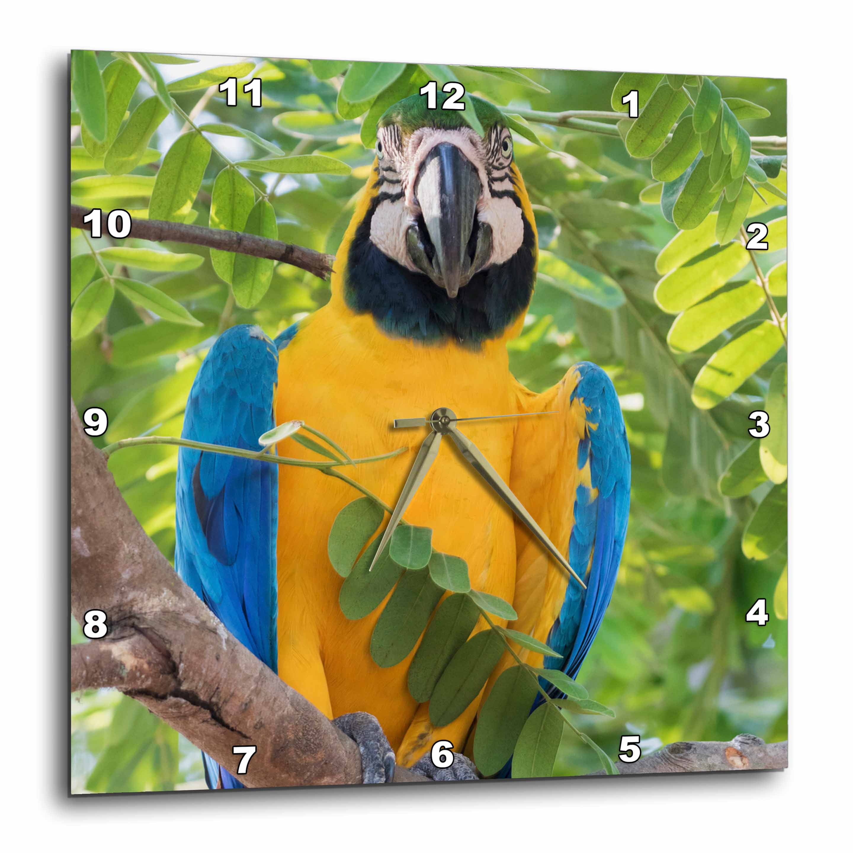 3drose, Blue and Gold Macaw, 13x13 Wall Clock - Walmart.com
