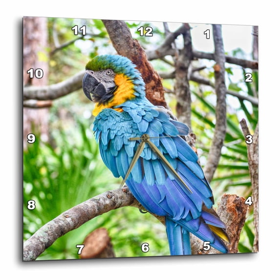 3drose, Blue and Gold Macaw with Ruffled Feathers Bird, 13x13 Wall ...