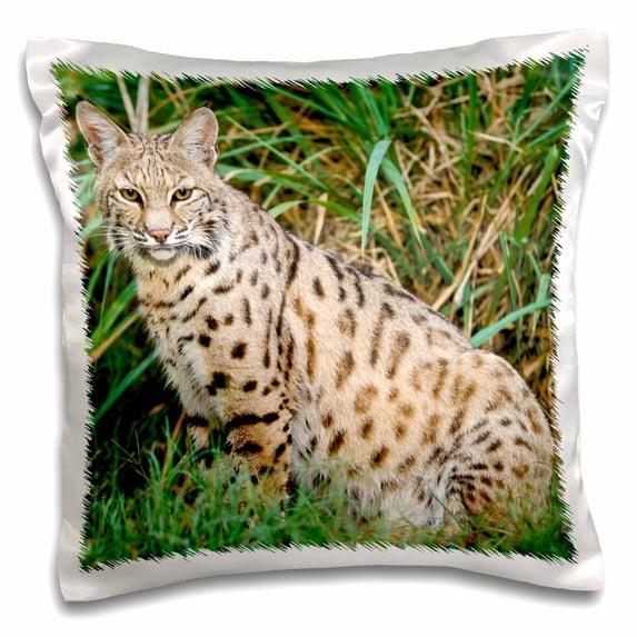 3drose, Bobcat Wildlife - Na02 Aje0287 - Adam Jones, 16x16 inch Pillow ...