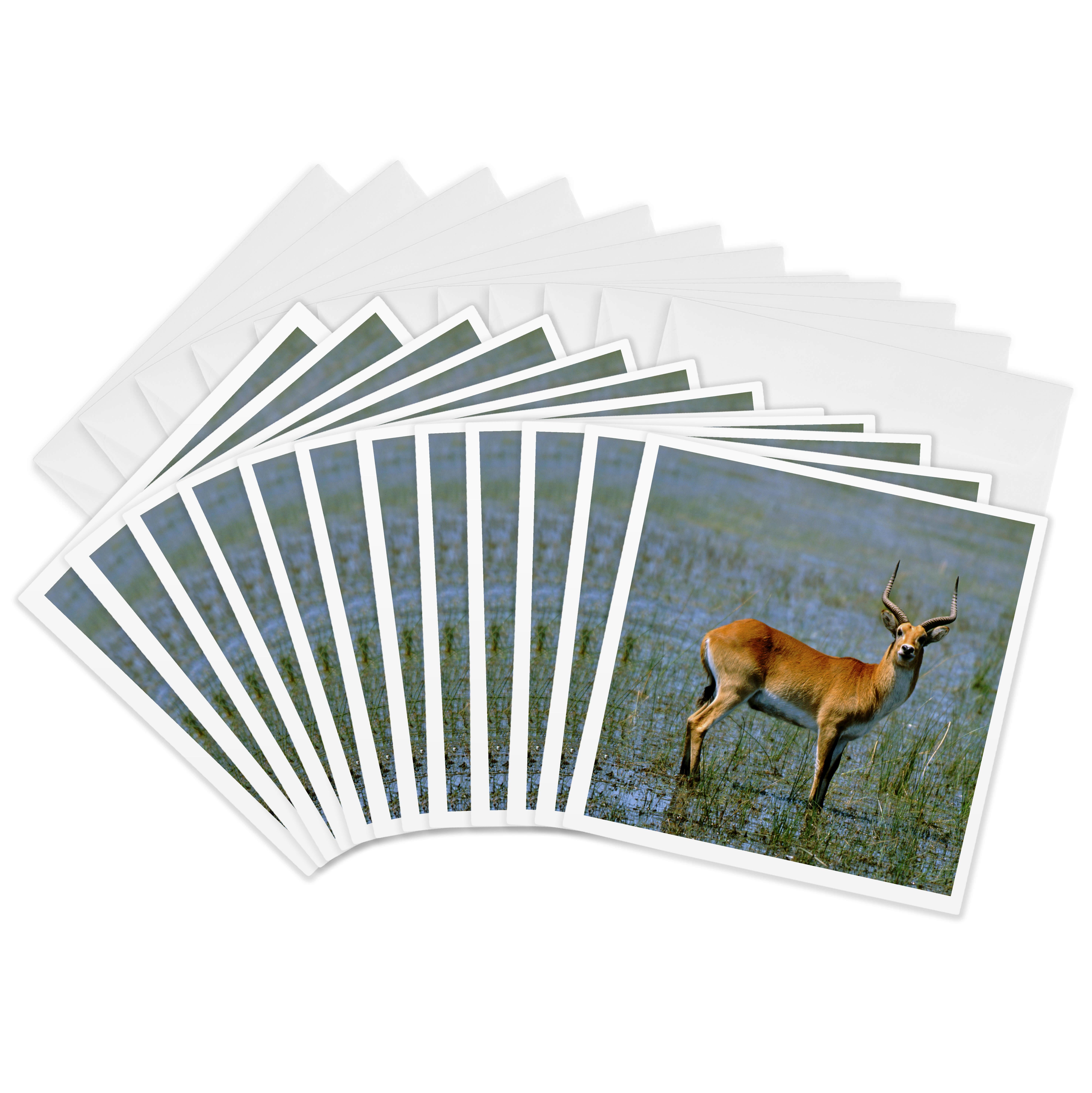 3drose, Botswana, Okavango Delta, Red Lechwe Wildlife-af05 Cmi0135 ...
