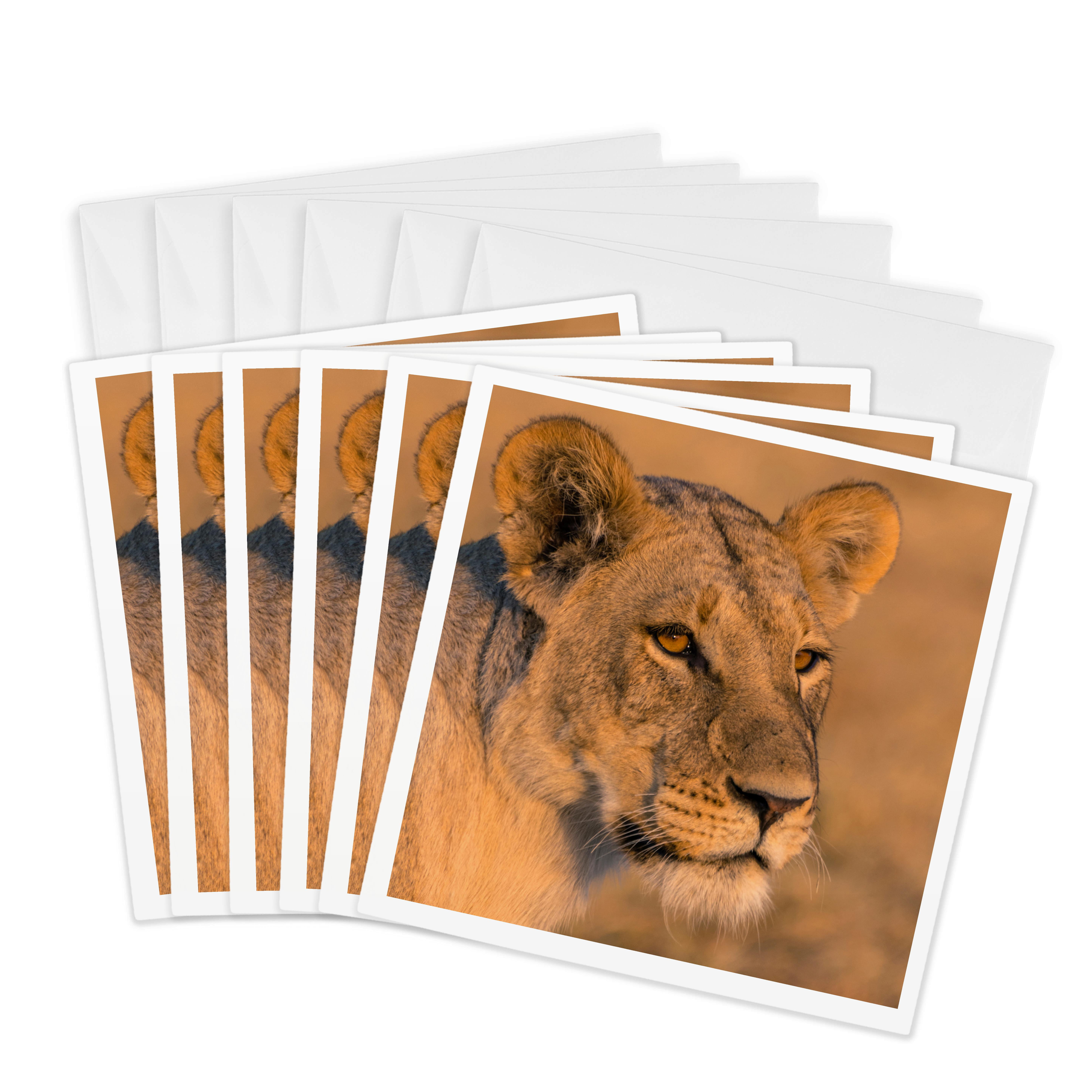 3drose, Botswana. Savuti. Female Lion Portrait., 6 Greeting Cards with ...