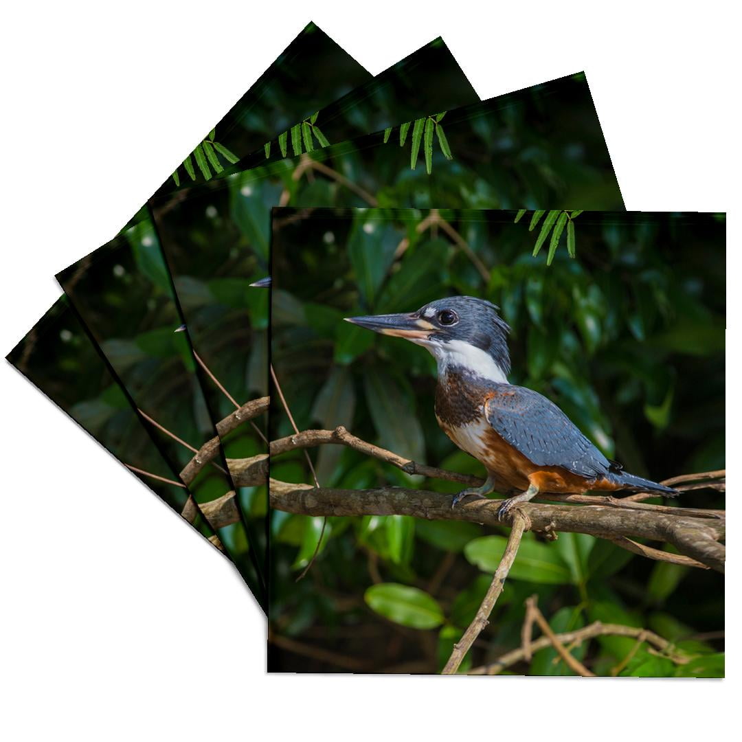 3drose, Brazil. Amazon Kingfisher with a Small Captured Fish in the ...