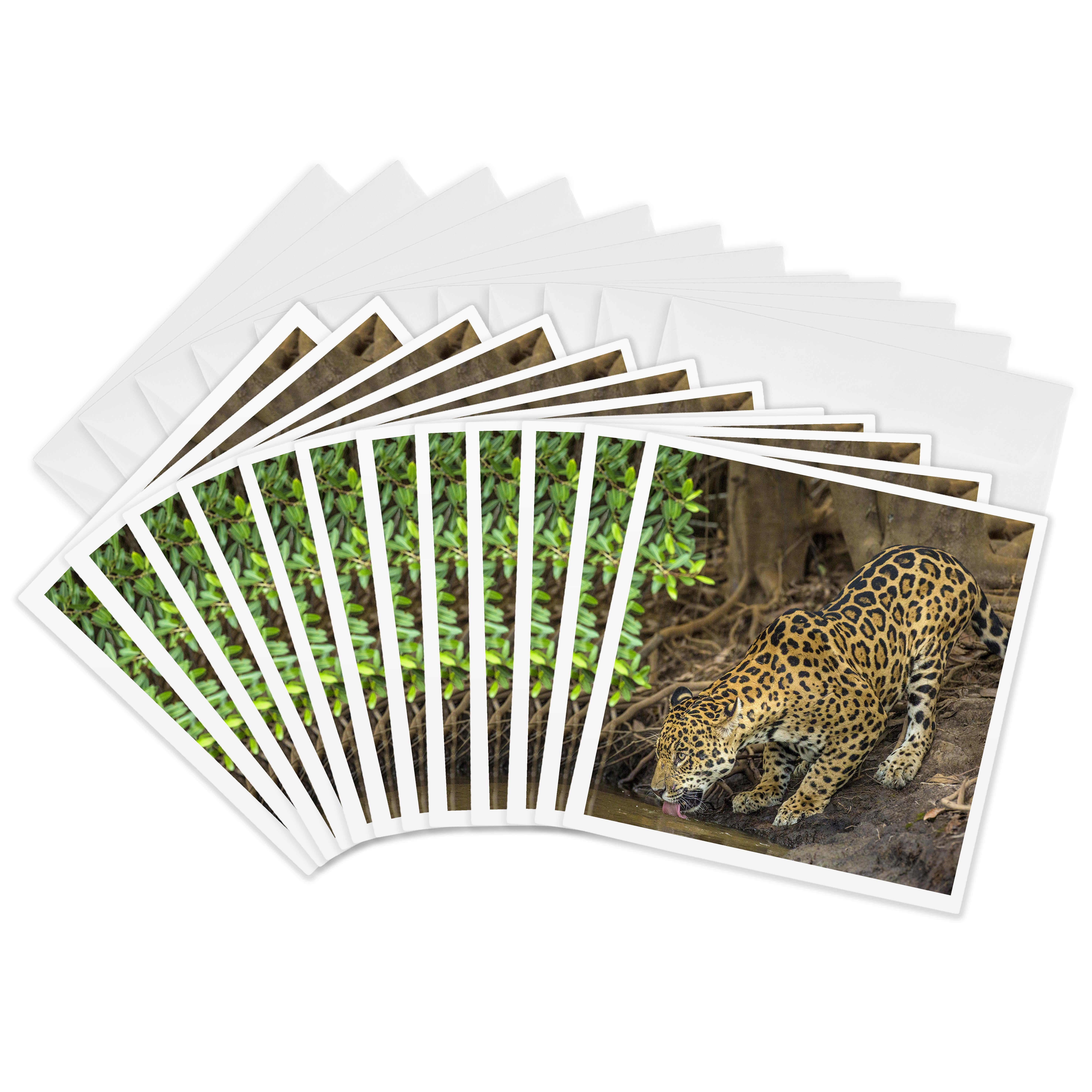 3drose, Brazil, Pantanal. Wild Jaguar Drinking., 12 Greeting Cards with ...