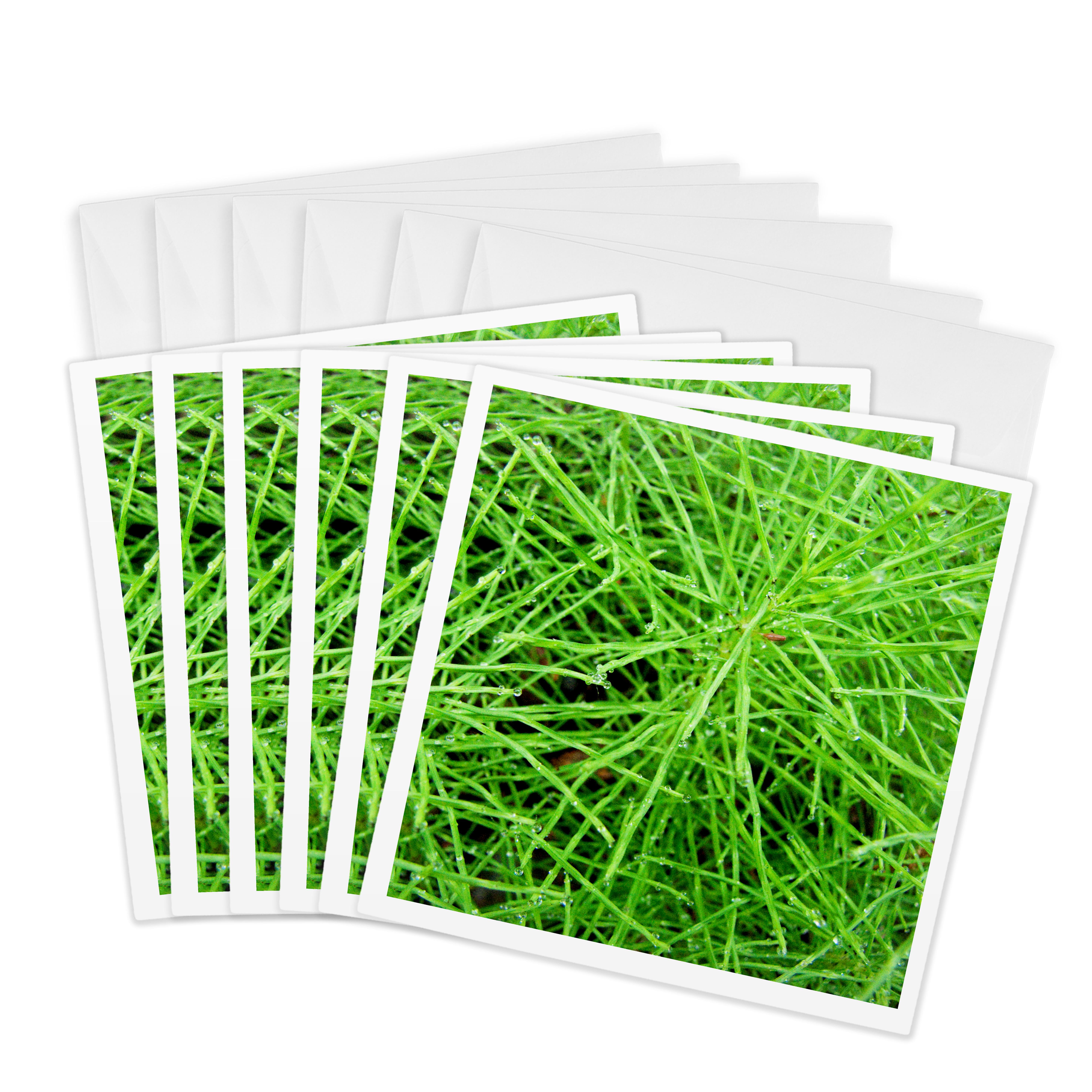 3drose, Bright Green Grass Grows Along the Creek and Collects Dew Drops ...