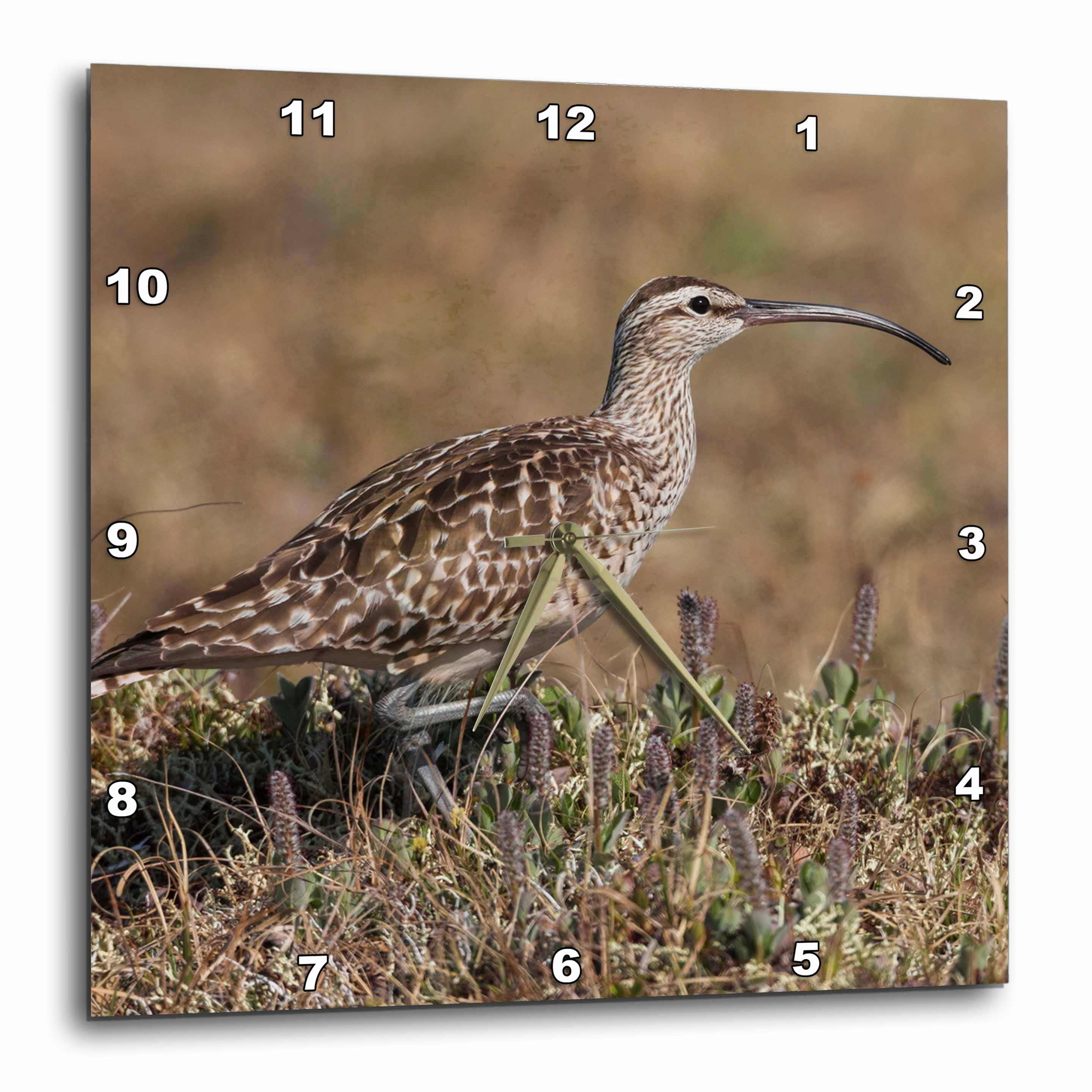 3drose, Bristled-thighed Curlew, Artic Tundra, 13x13 Wall Clock ...