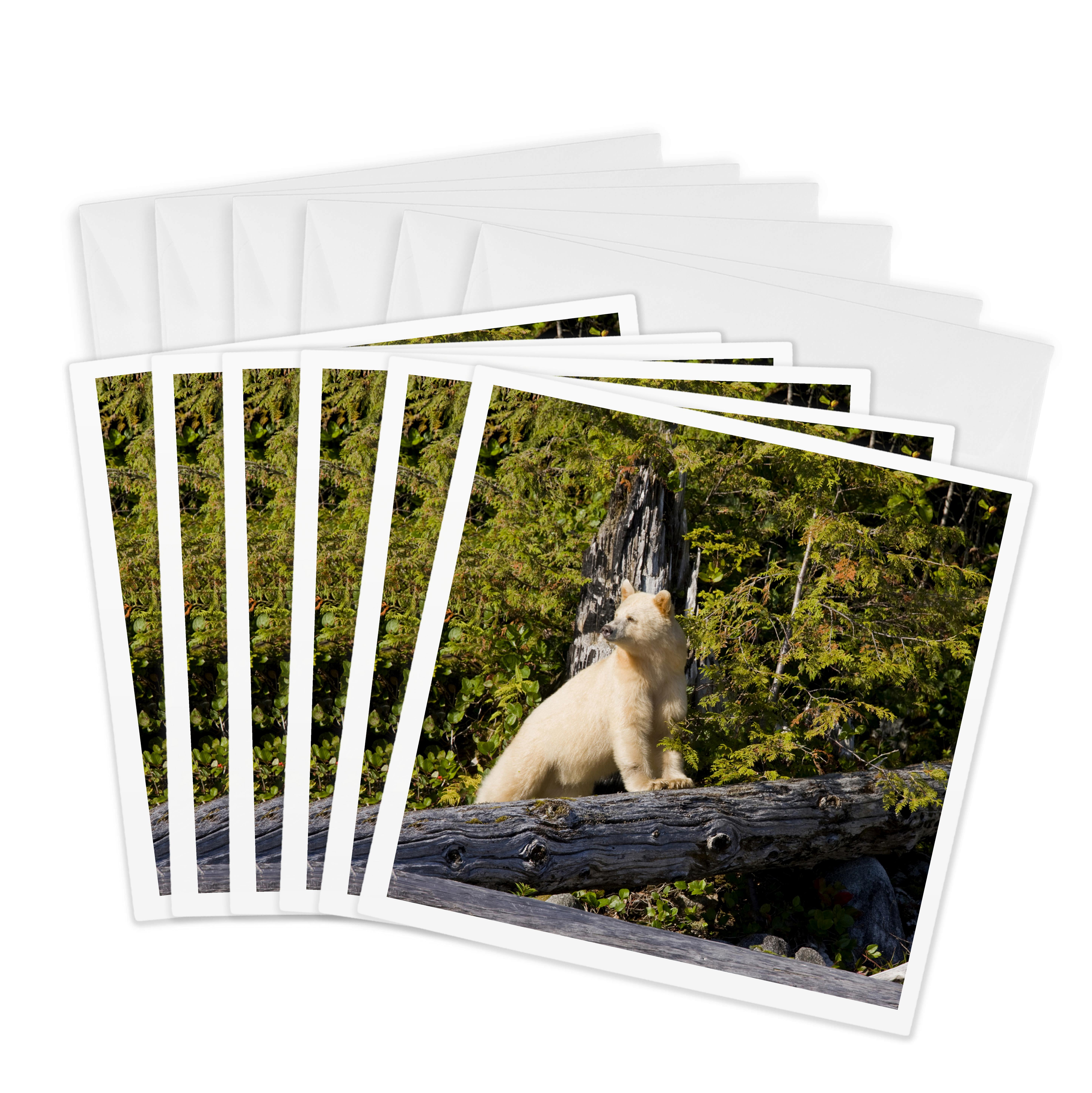 3drose, British Columbia, Princess Royal Island, Spirit Bear-cn02 ...