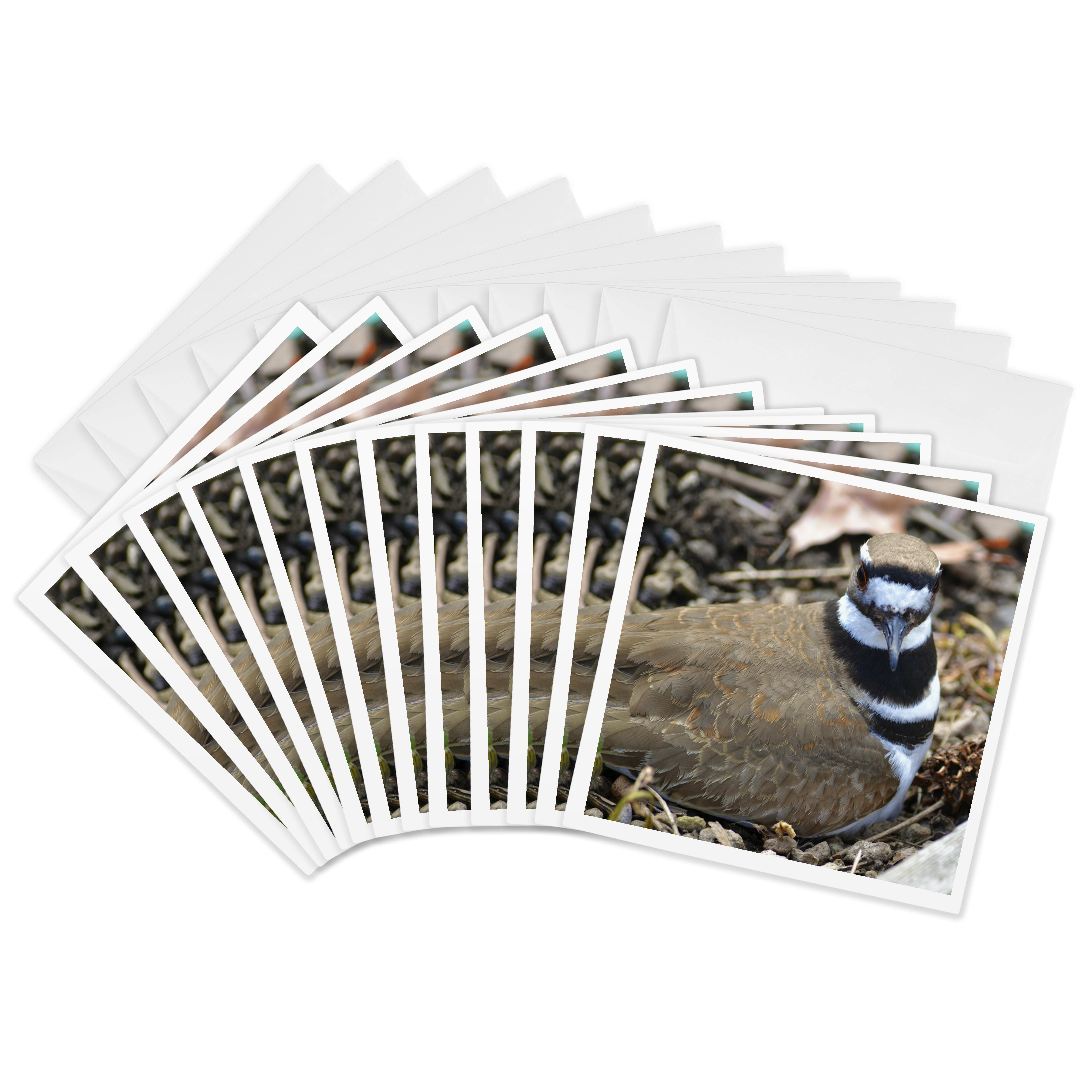 3drose, Brown Birds - Kildeer - Animal Photography - Nature, 12 ...