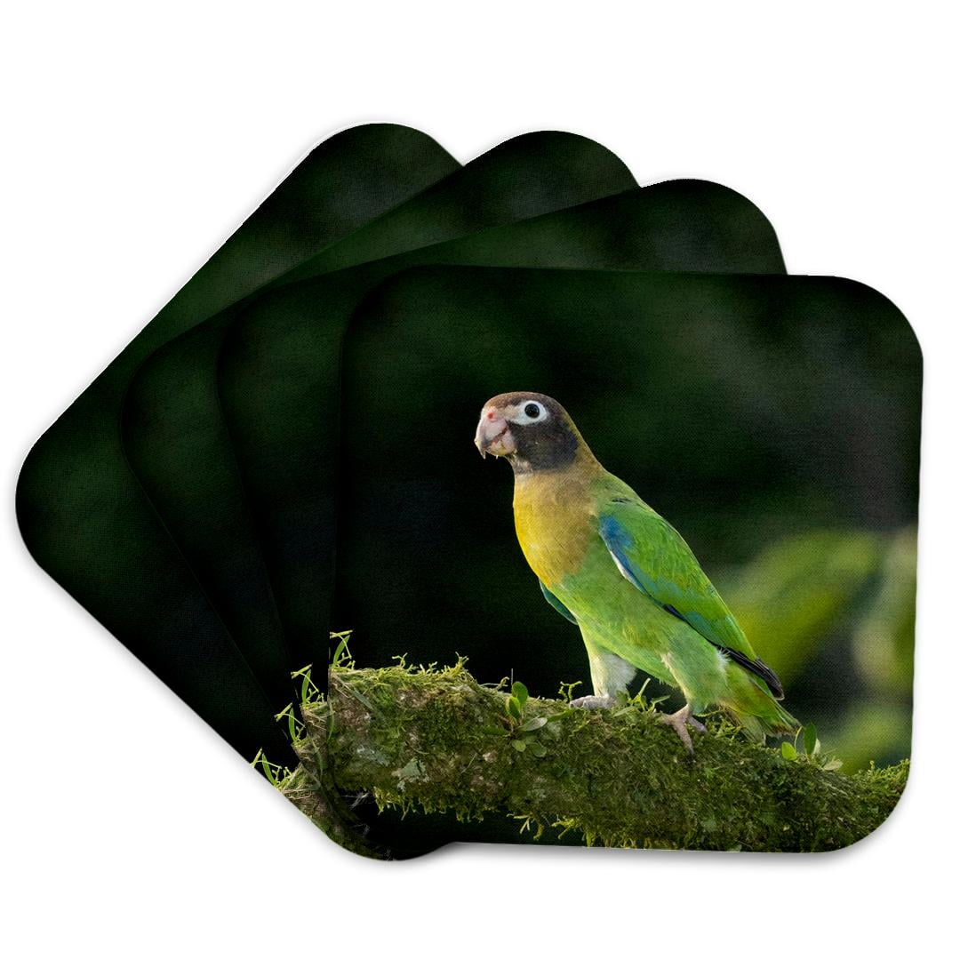 3drose, Brown-hooded Parrot, Costa Rica, Central America 1., Set of 4 ...