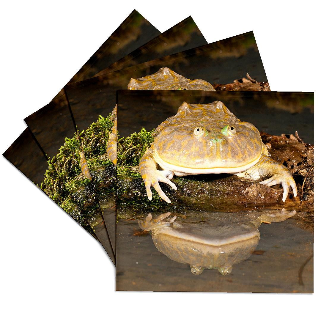 3drose, Budgetts Frog, Native to Primarily Peru - Na02 Dno0937 - David ...