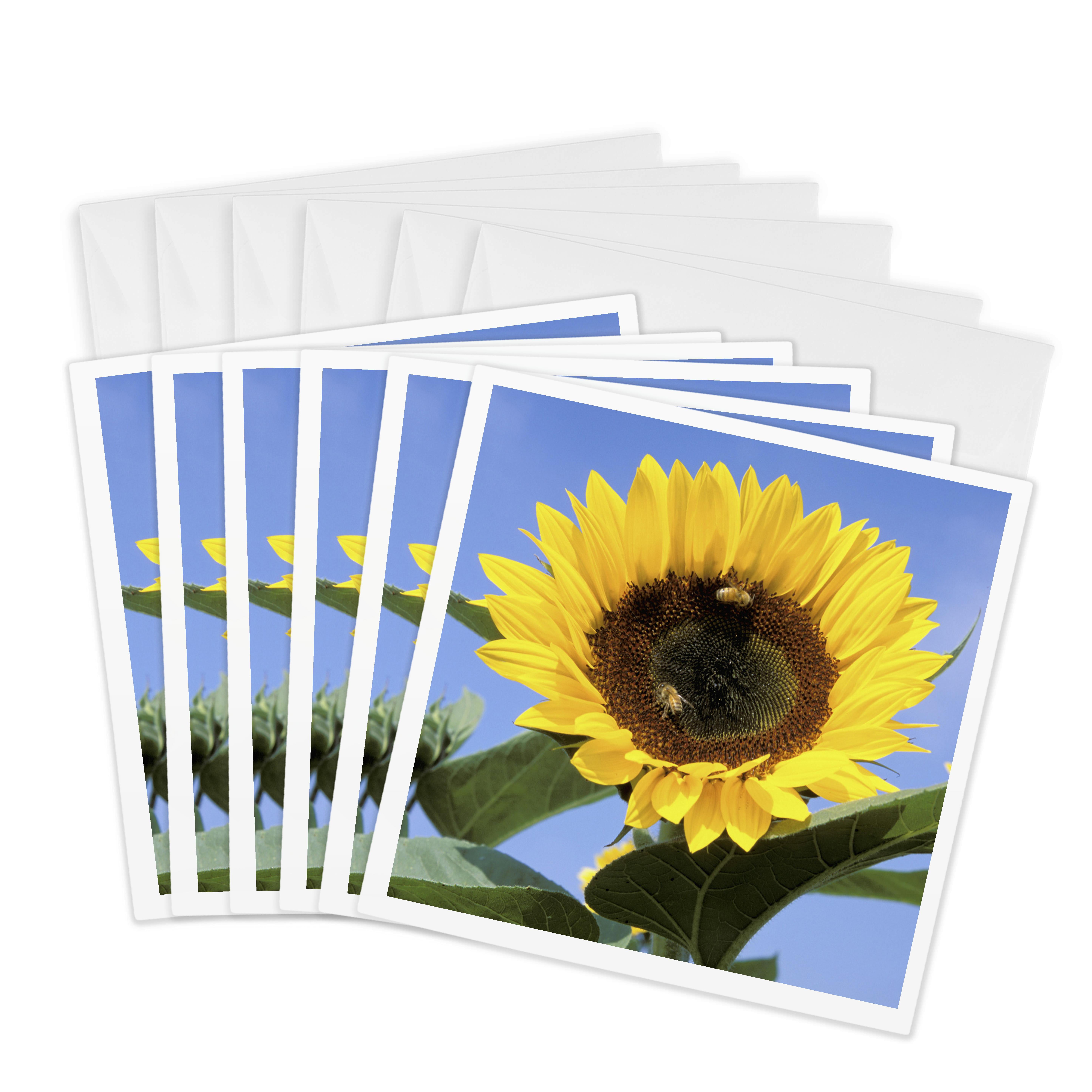 3drose, California, Santa Barbara, Sunflower with Bees - Us05 Sav0031 ...