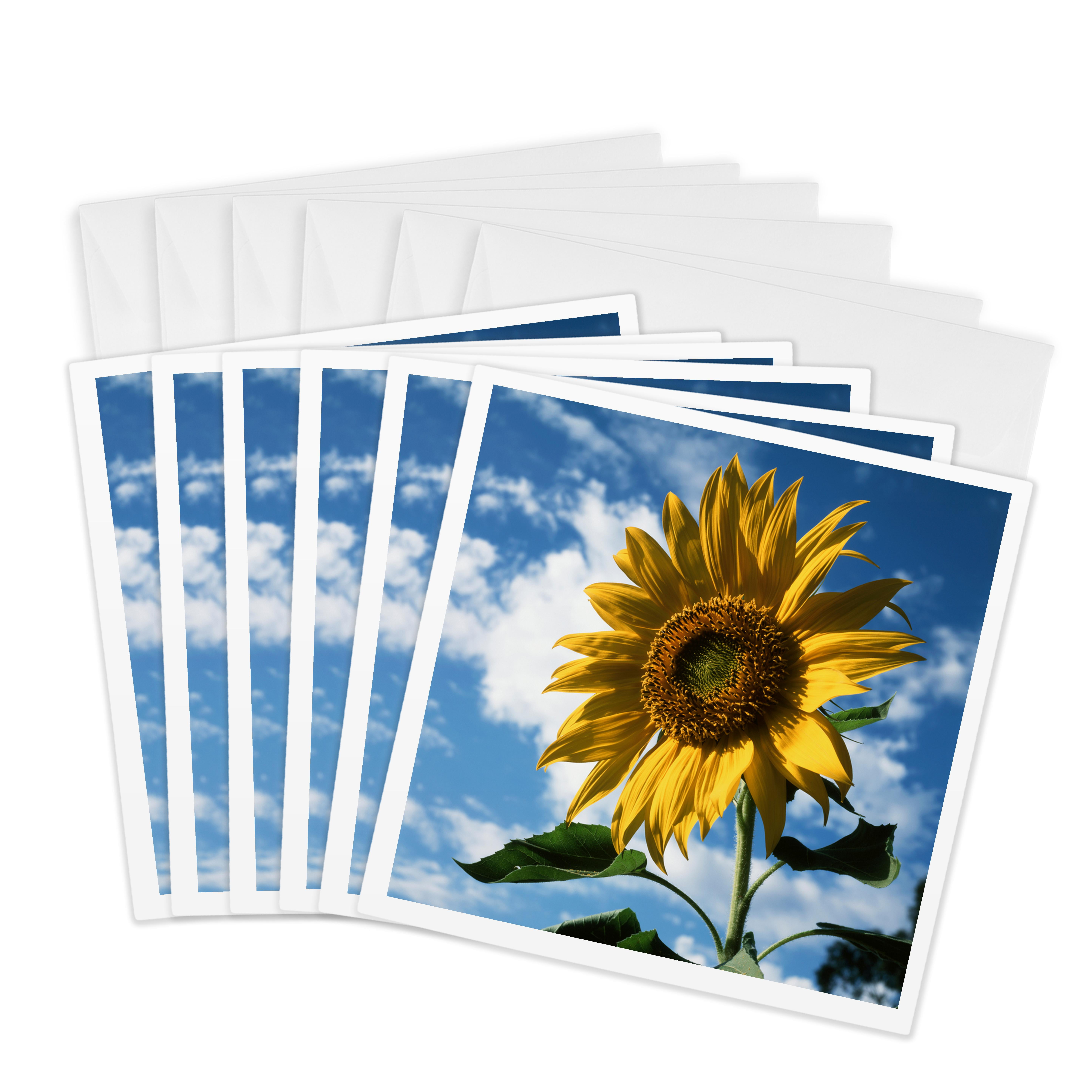 3drose, California, a Mammoth Sunflower in Spring Valley., 6 Greeting ...