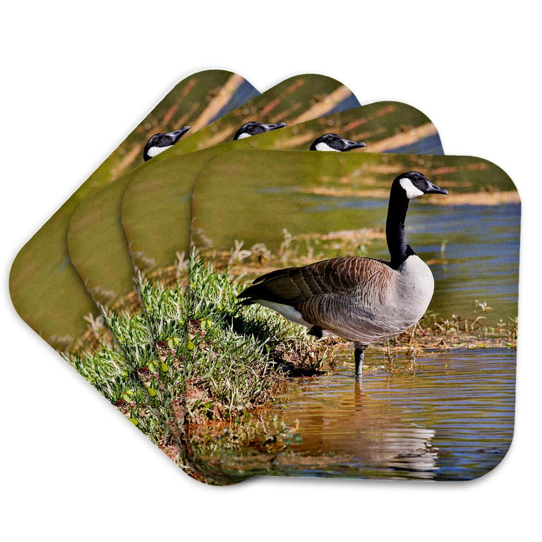 3drose, Canada Goose Lakeside Reflection, Georgia, Set of 4 Coasters ...