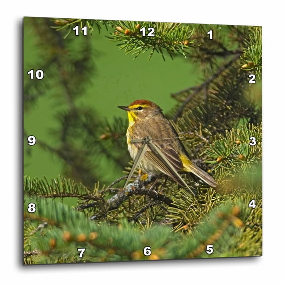 3drose, Canada, Manitoba, Winnipeg. Palm Warbler Bird in Spruce Tree ...