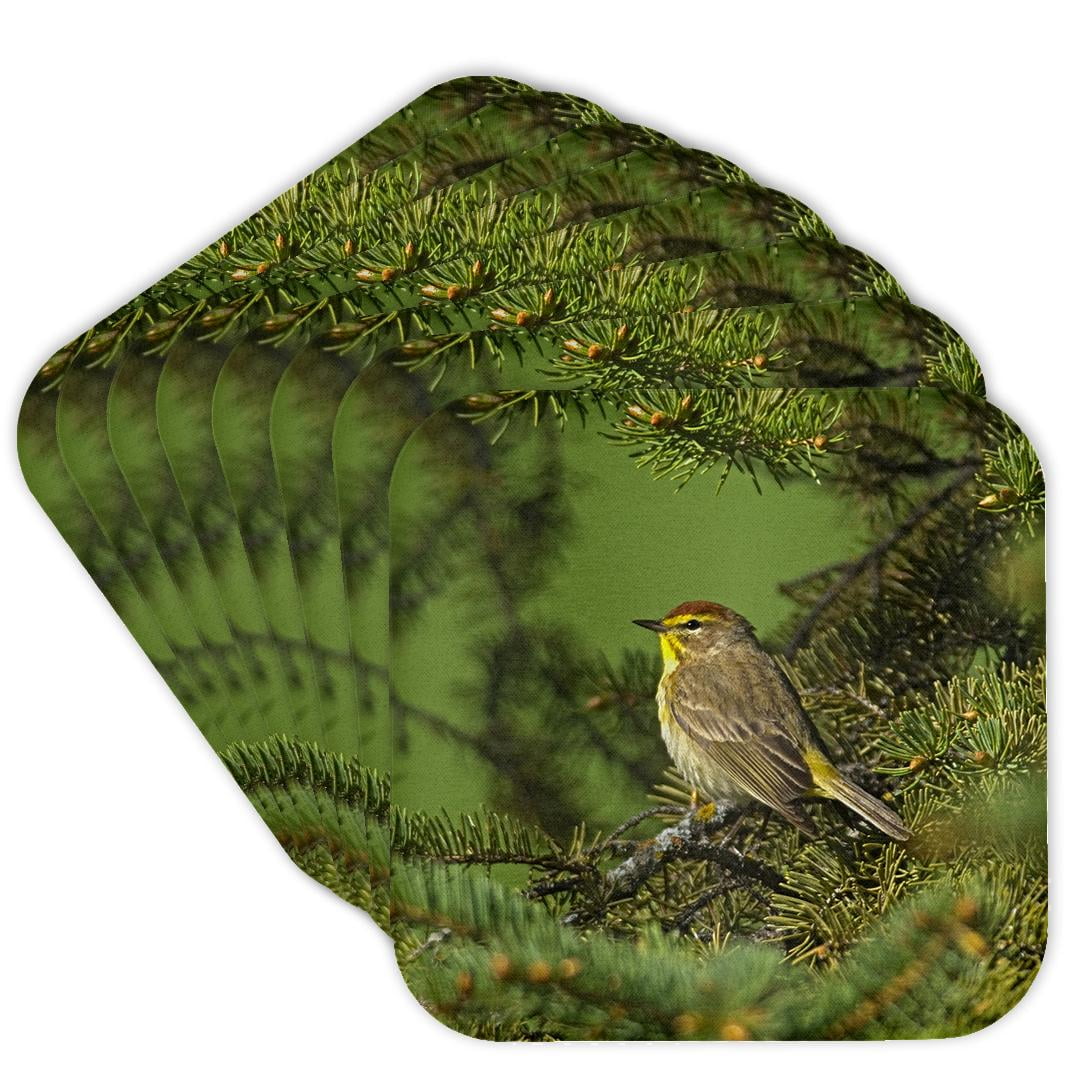 3drose, Canada, Manitoba, Winnipeg. Palm Warbler Bird in Spruce Tree ...