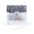 3drose, Canada, Mb, Churchill. Polar Bear Shaking Snow Off on Frozen ...
