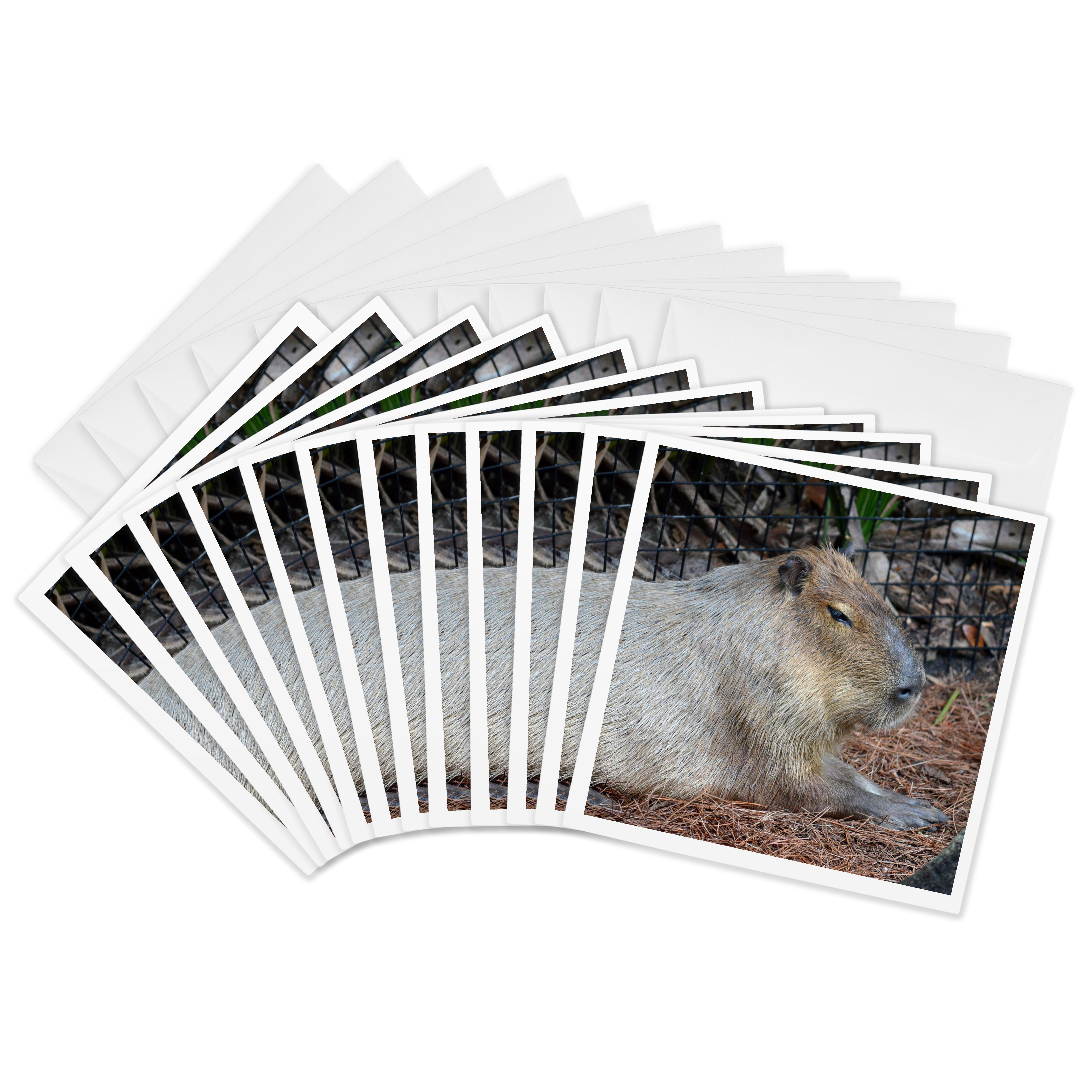 3drose, Capybara Animal Side View, 12 Greeting Cards with Envelopes ...