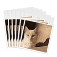 3drose, Cat Inside Kasbah De Taourirt. Same Clay Color.-af29 Mme0055 ...