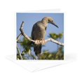3drose, Cayman Islands, Red-footed Booby Birds-ca42 Pso0073 - Paul ...