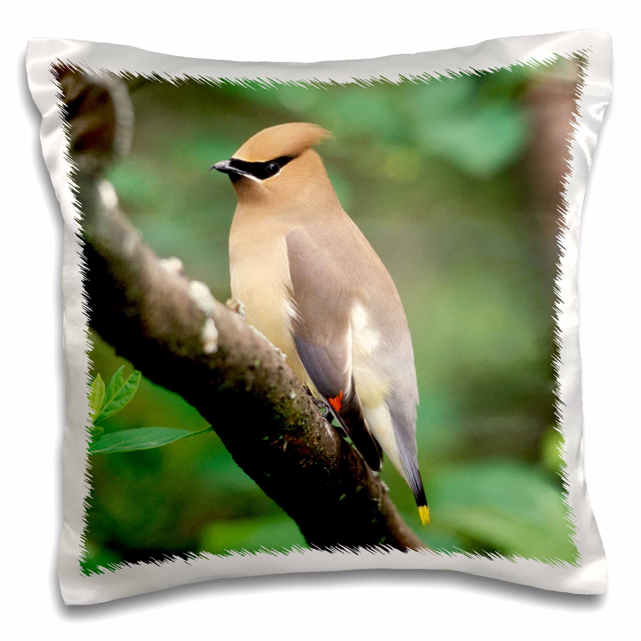3drose, Cedar Waxwing Bird - Na02 Aje0255 - Adam Jones, 16x16 inch ...
