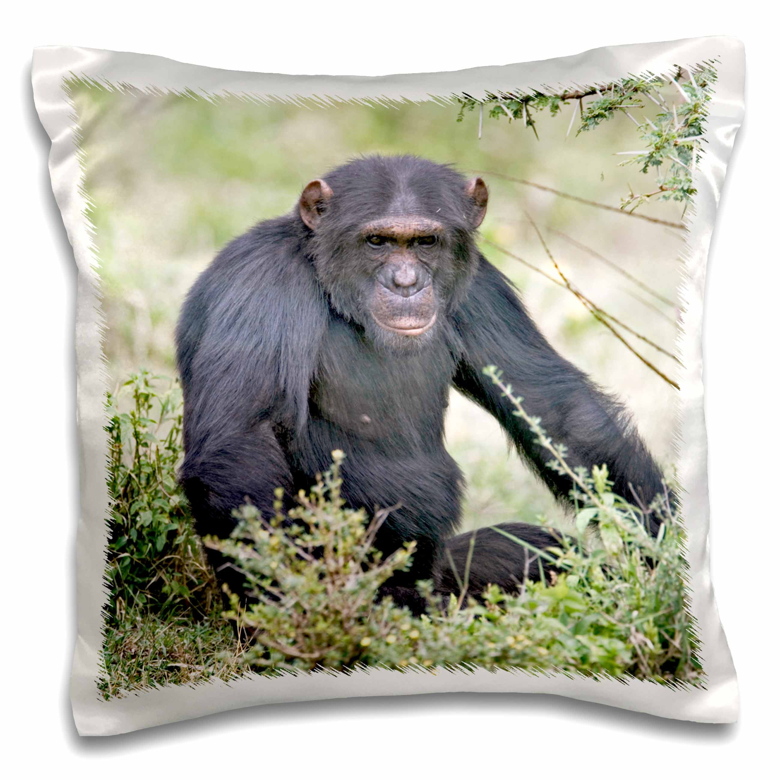 3drose, Chimpanzee, Sweetwater Chimpanzee Sanctuary, Kenya-af21 Aje0244 ...