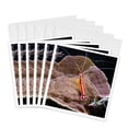3drose, Cleaner Shrimp Red Animal Aquarium, 6 Greeting Cards with ...