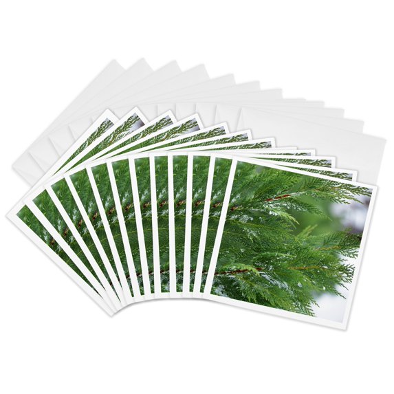 3drose, Close up Photograph of Leyland Cypress Foliage During a Snow ...