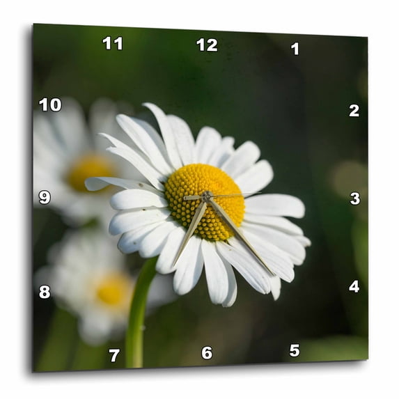 3drose, Close up of a Cute Daisy Flower on a Field, 15x15 Wall Clock ...